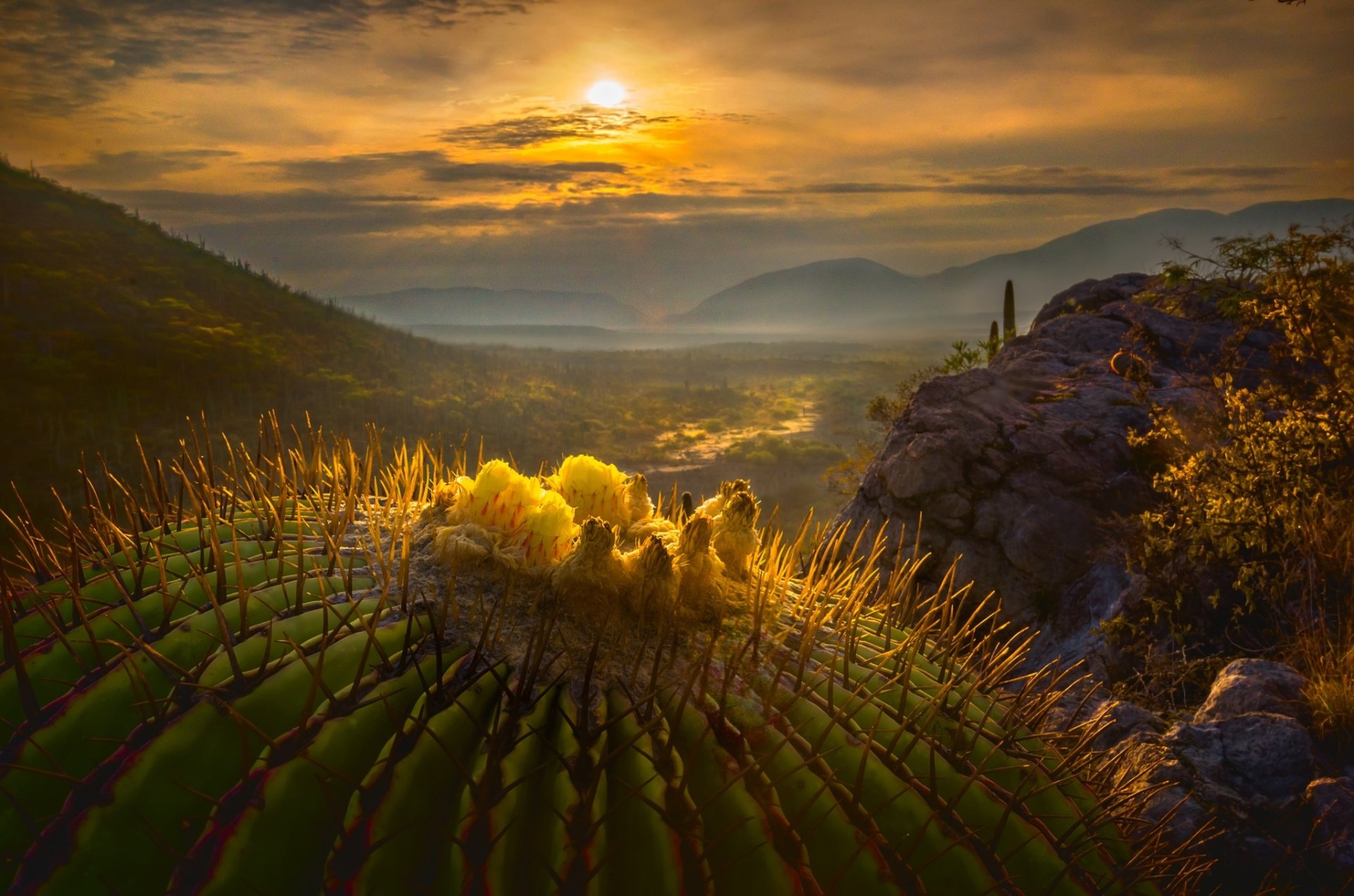 Download Sunrise Nature Cactus Landscape HD Wallpaper | 2048x1356 ...