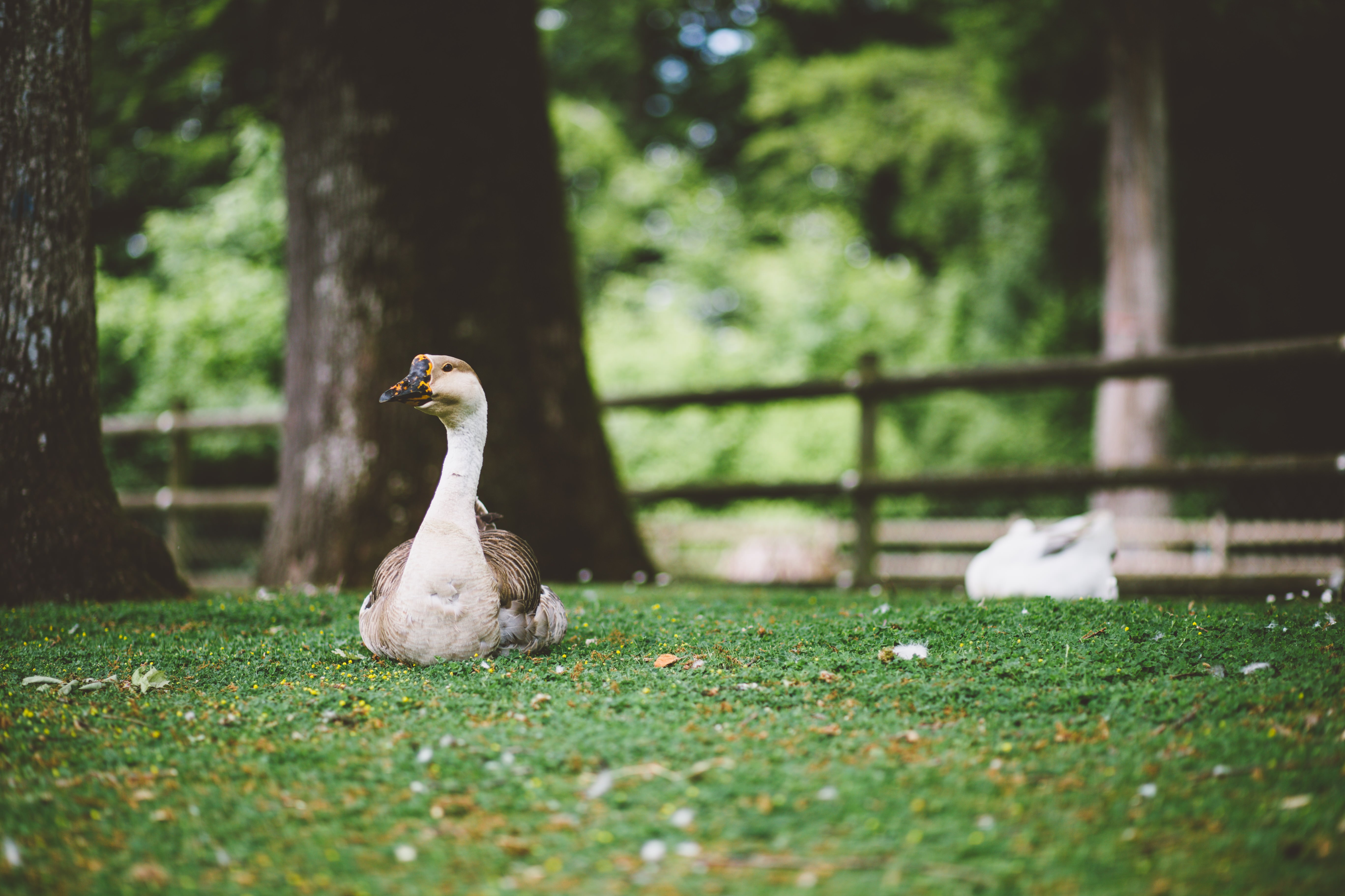 Download Depth Of Field Bird Animal Goose 4k Ultra HD Wallpaper