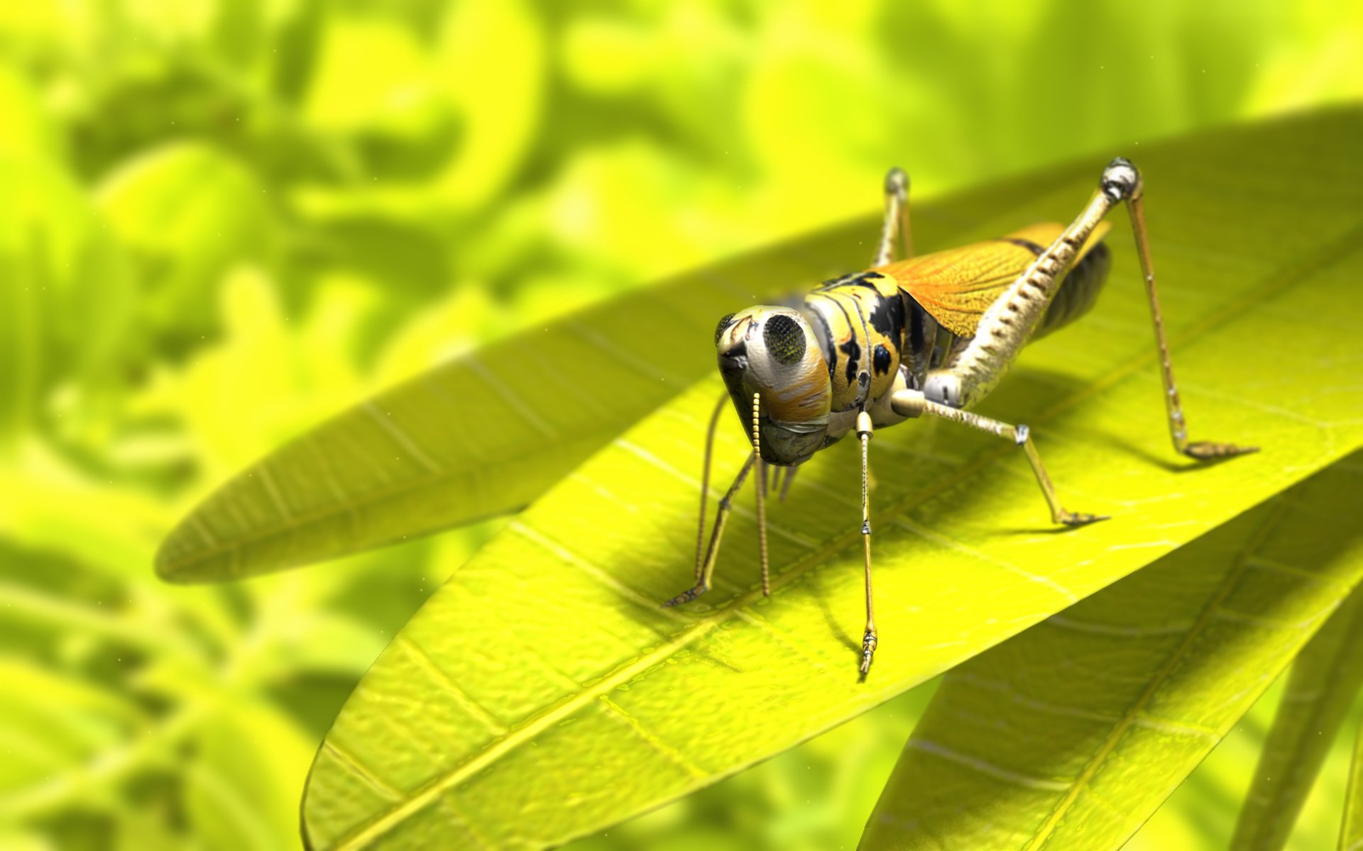 Download Animal Grasshopper HD Wallpaper