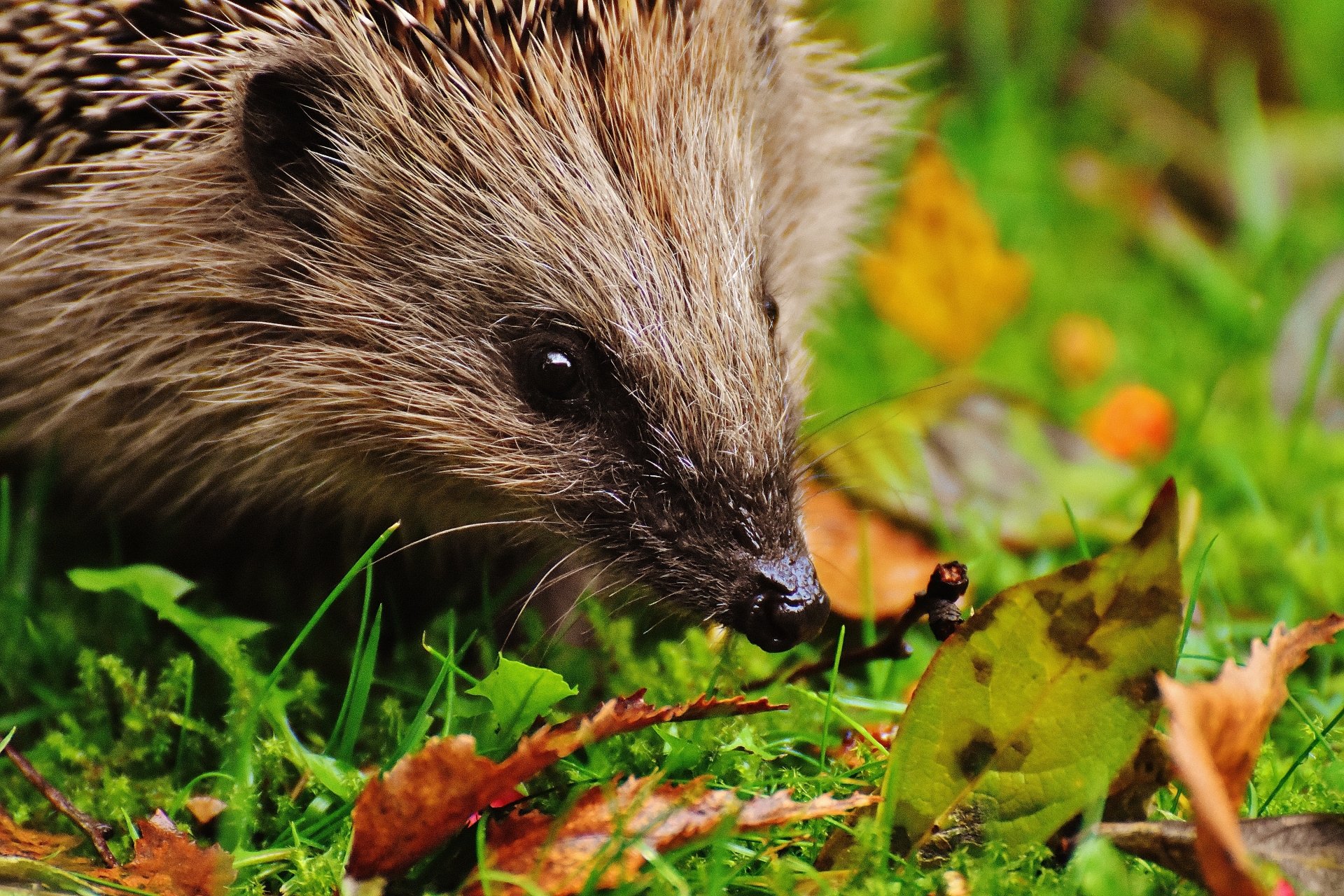 Download Close-up Animal Hedgehog 4k Ultra HD Wallpaper | 6000x4000 ...