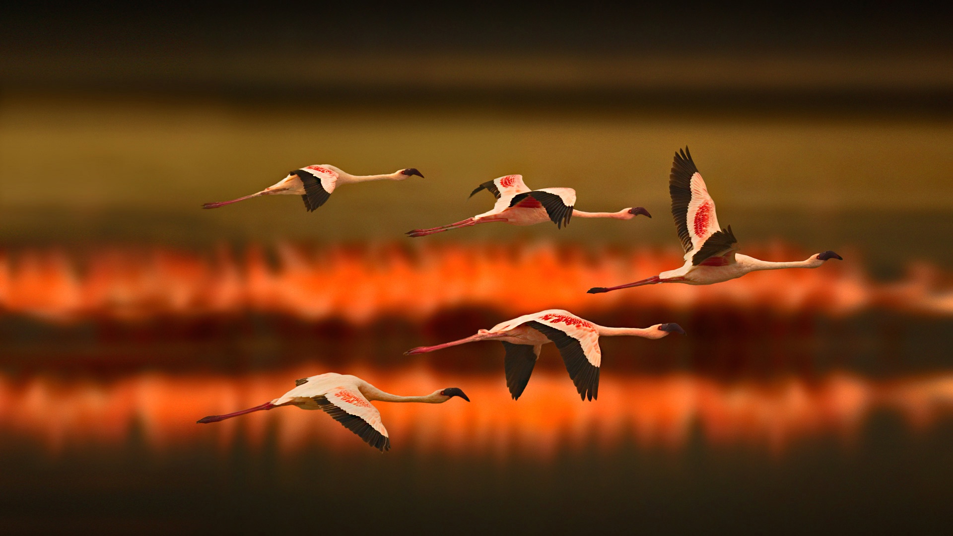 Download Depth Of Field Bird Animal Flamingo HD Wallpaper