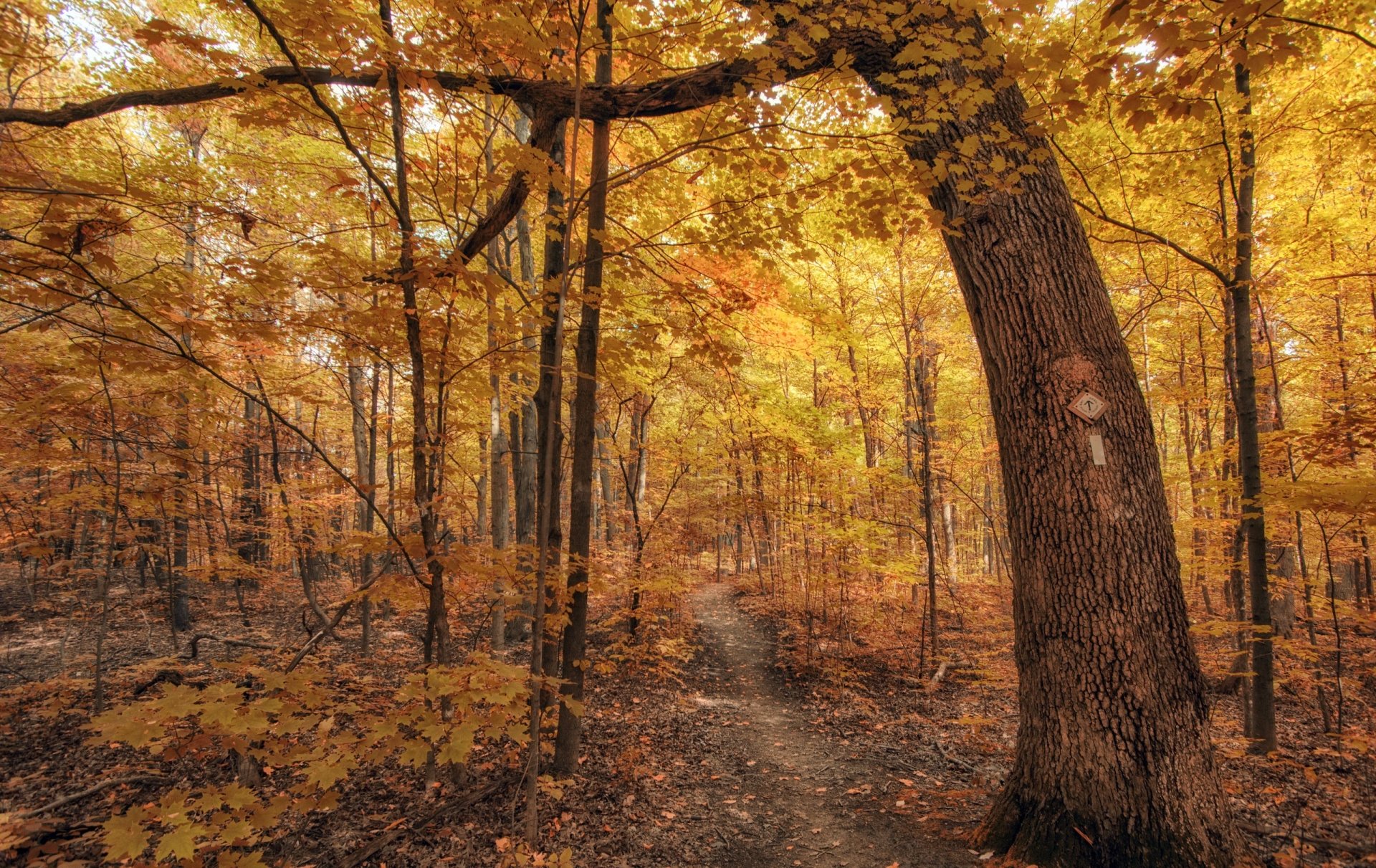 Download Fall Tree Forest Nature Path HD Wallpaper