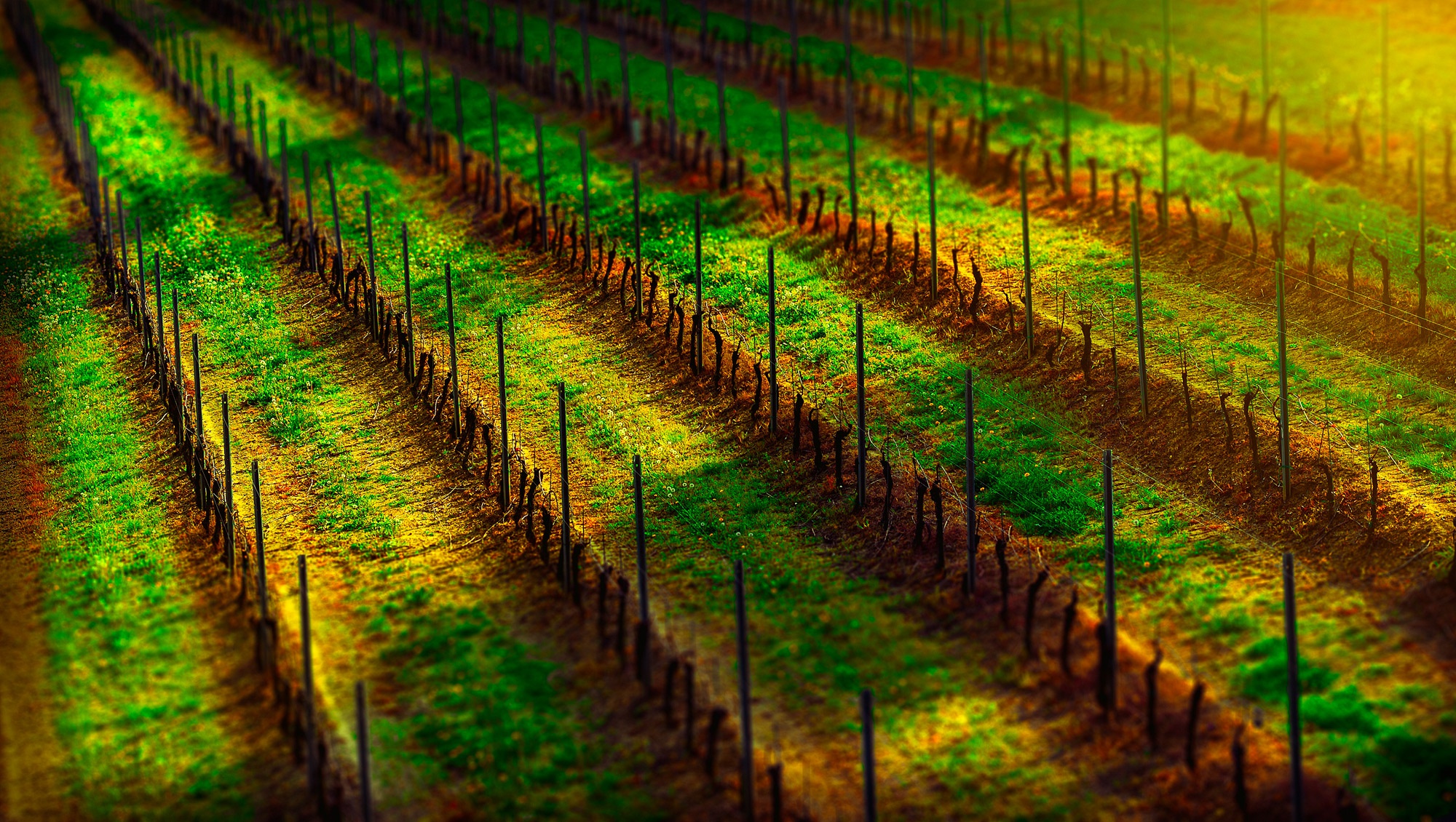 Download Sunny Nature Man Made Vineyard HD Wallpaper