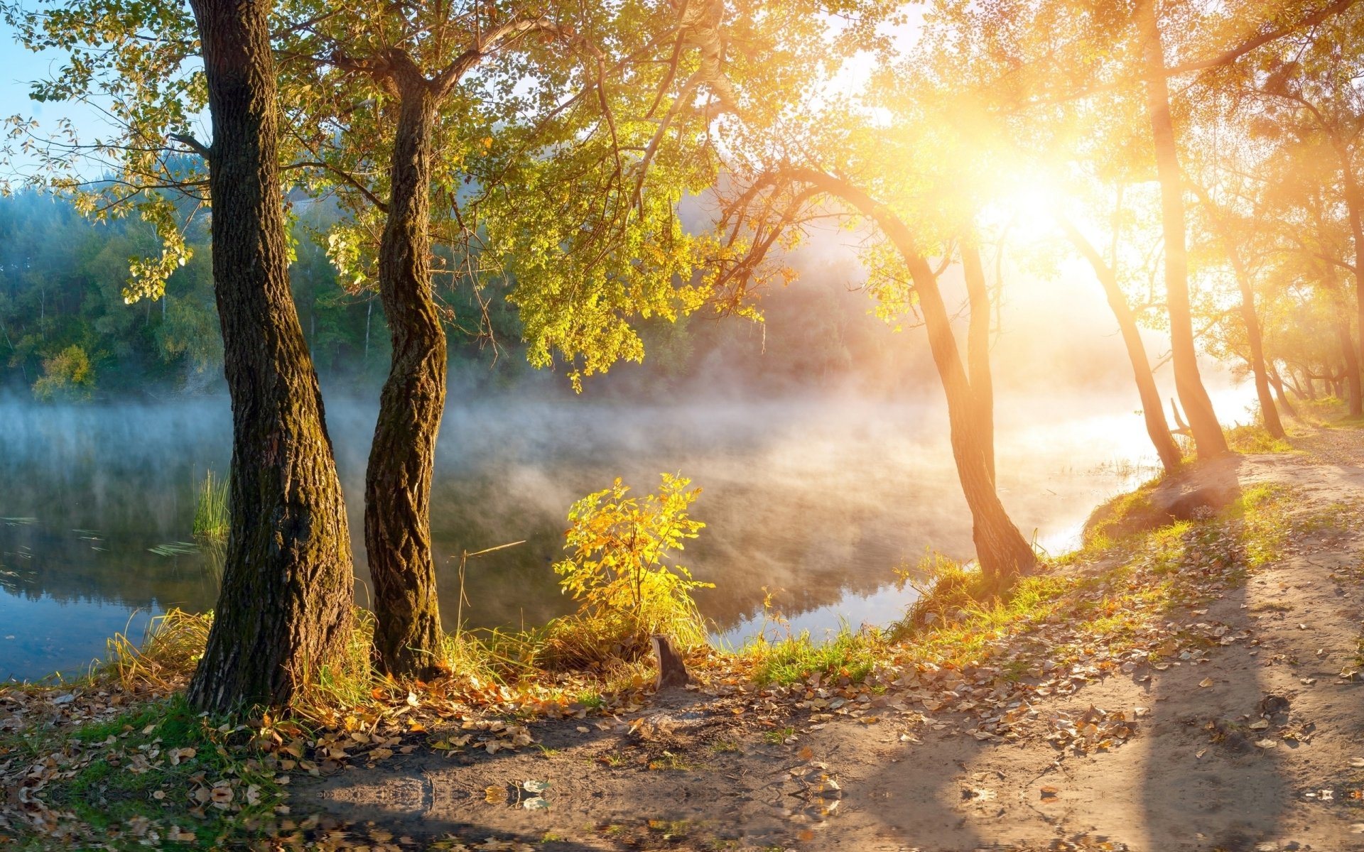 Sunlit River Mist: Nature’s Tree Reflections in HD | 2560x1600 ...