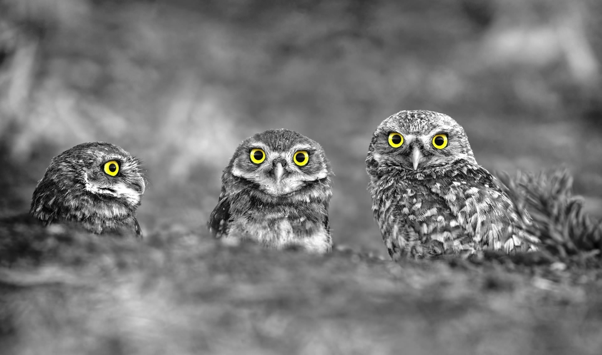 Striking Selective Color HD: Owls' Piercing Yellow Eyes in Focus