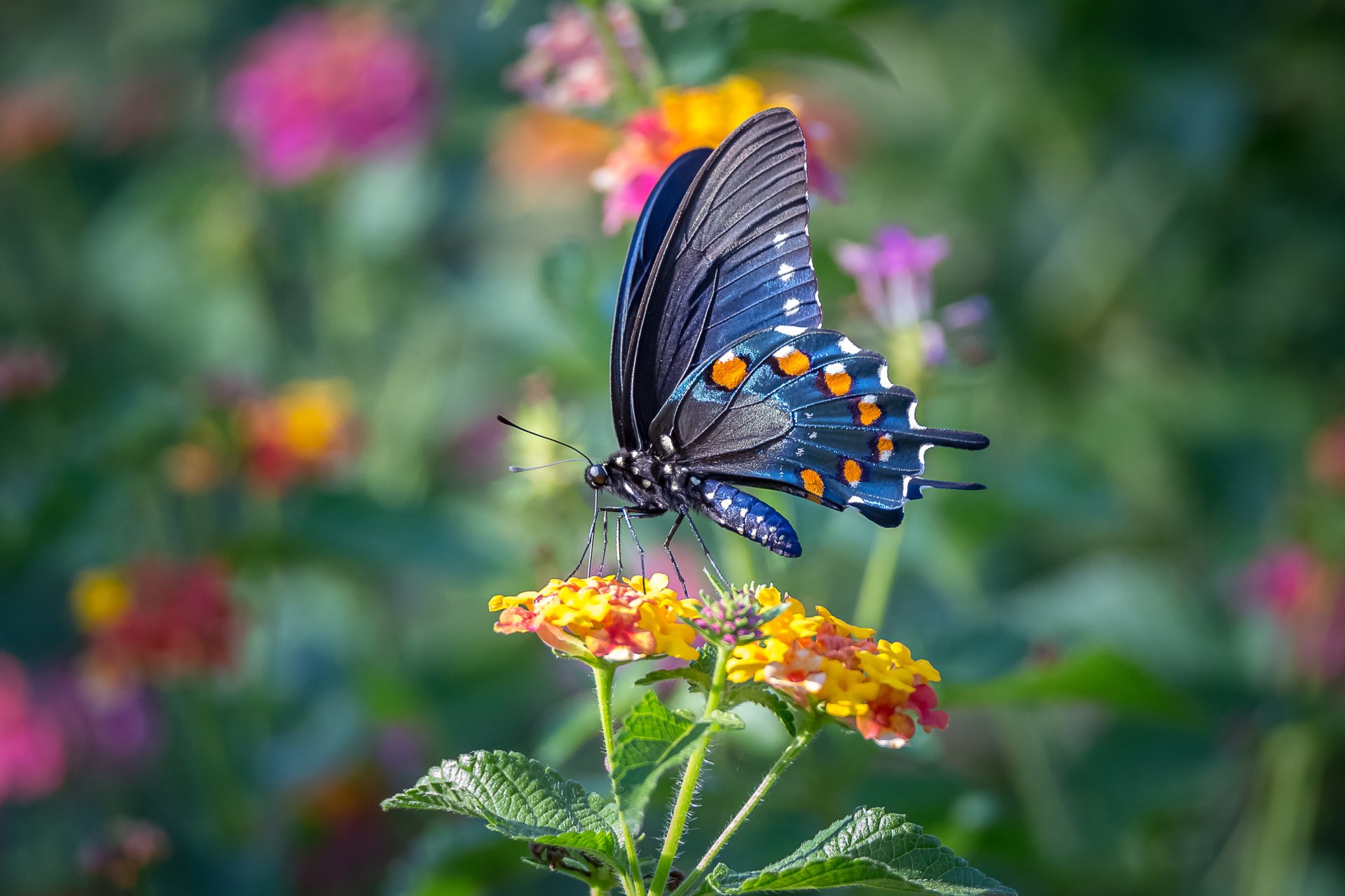 Download Flower Blue Animal Butterfly HD Wallpaper