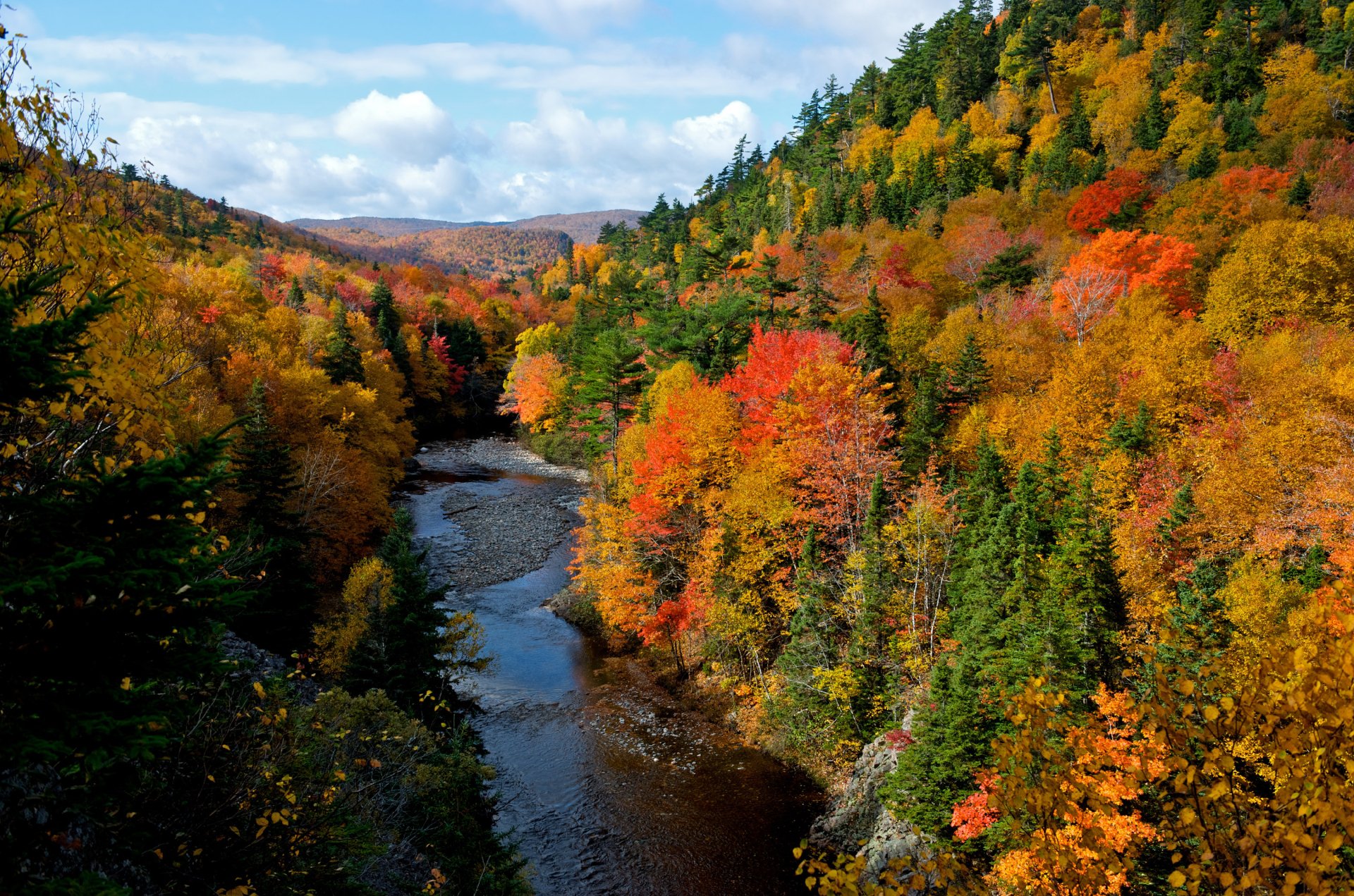 Download Forest Tree Fall Nature River HD Wallpaper | 3600x2383 ...