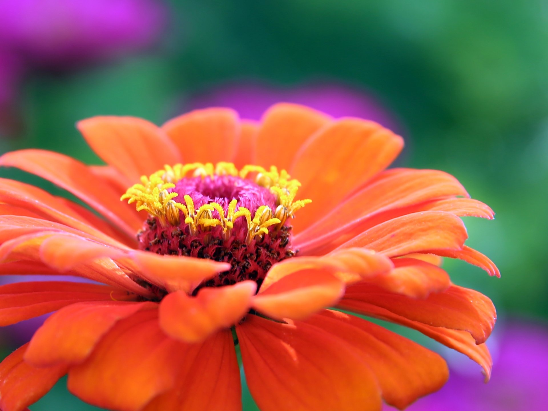 Download Orange Flower Flower Macro Nature Gerbera 4k Ultra HD ...