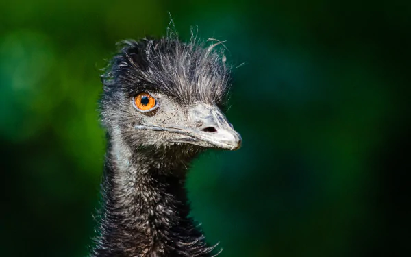 Emu 4k Wallpapers