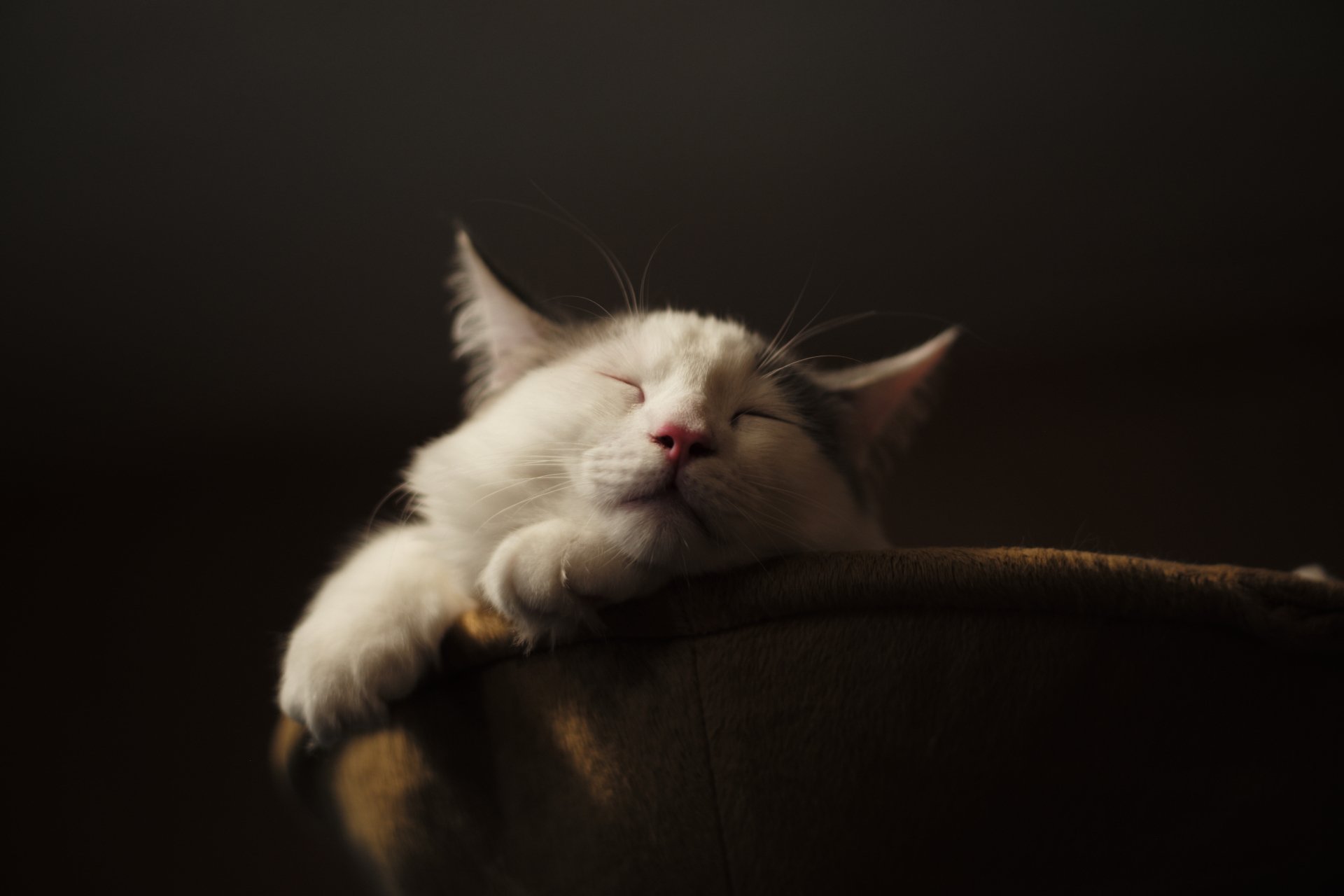 Download Sleeping Animal Cat 4k Ultra HD Wallpaper | 5952x3968 ...