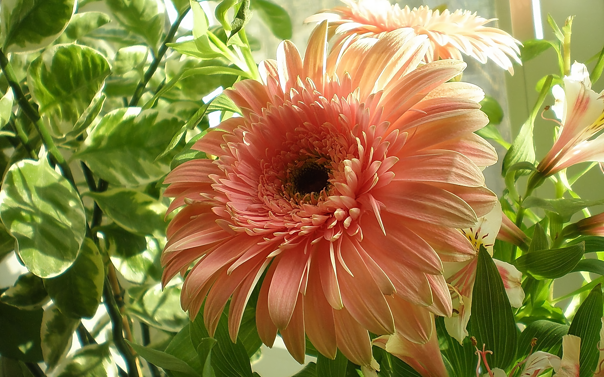 Download Peach Flower Close-up Flower Nature Gerbera HD Wallpaper