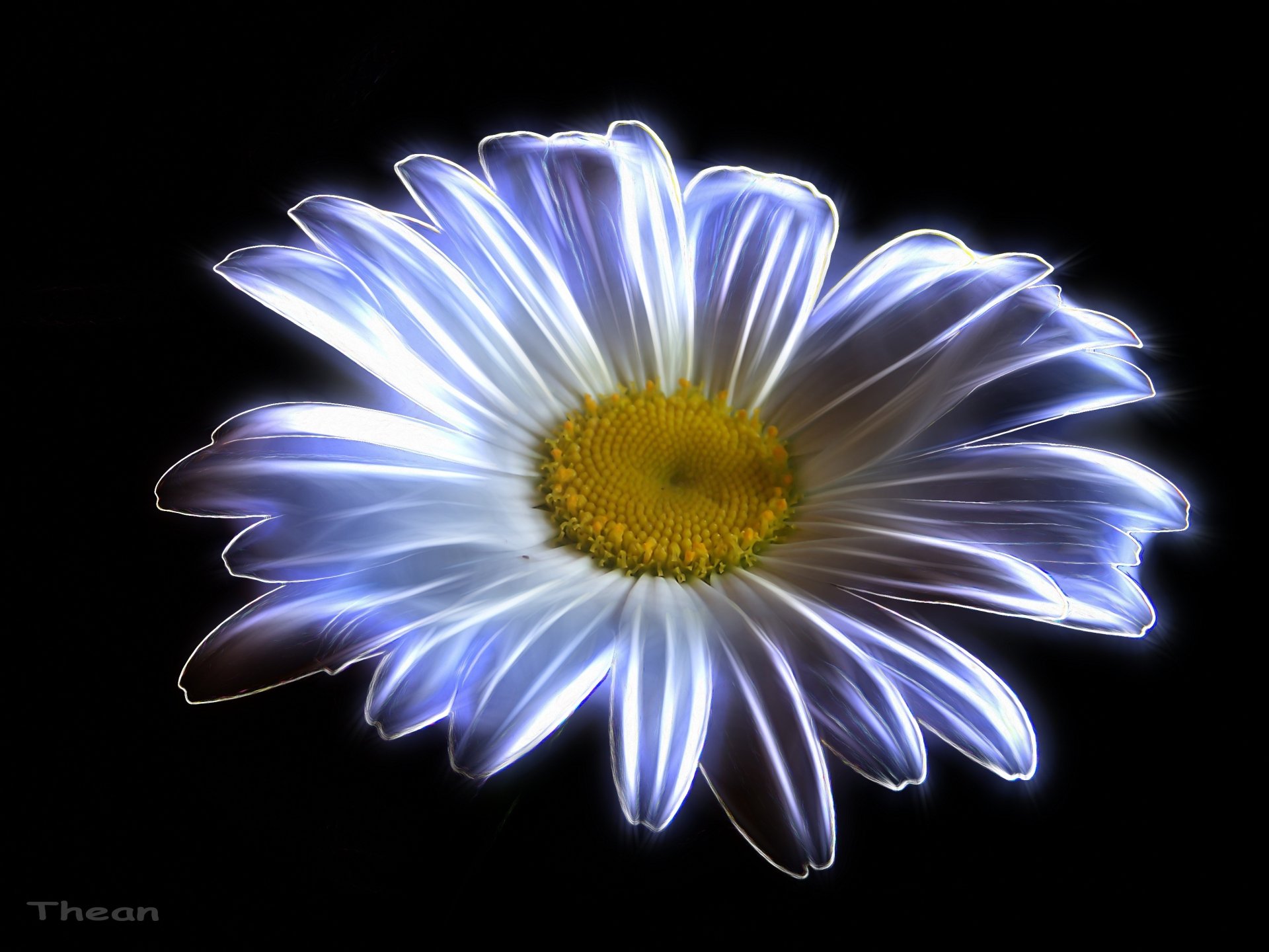 Download CGI Daisy Artistic Flower HD Wallpaper by Thean