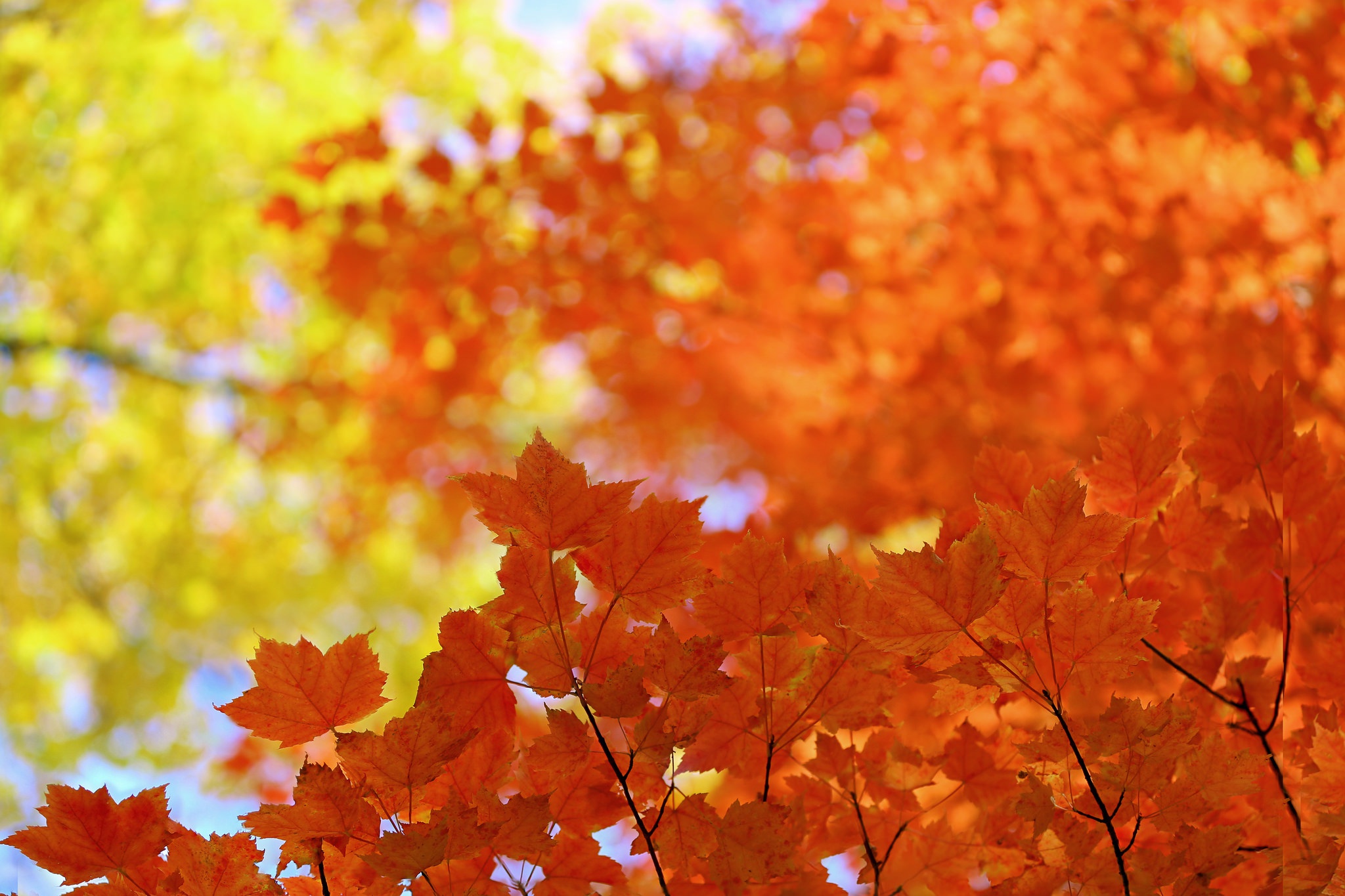 Vibrant Fall Leaves Blur - HD Nature Wallpaper