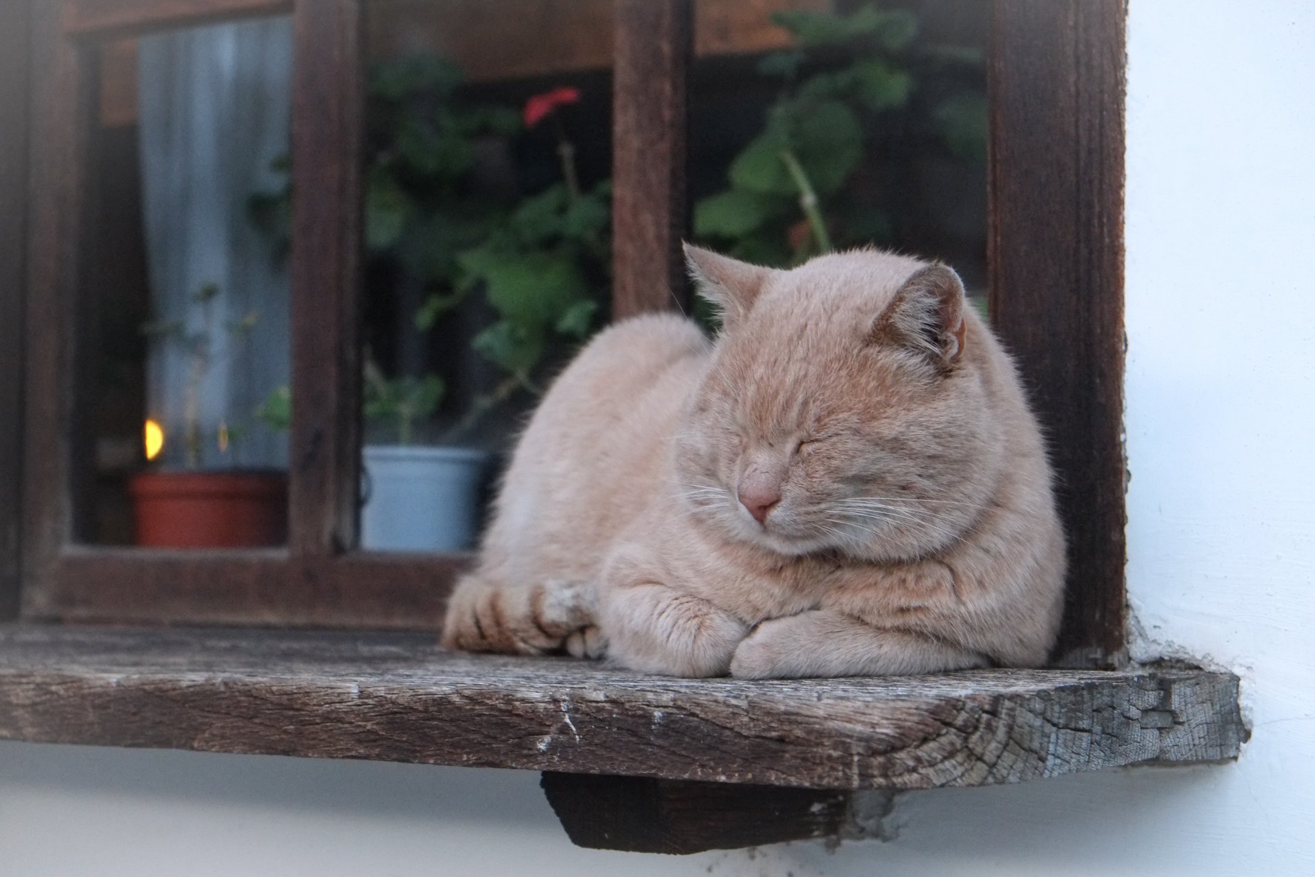 Download Sleeping Animal Cat 4k Ultra HD Wallpaper | 4896x3264 ...