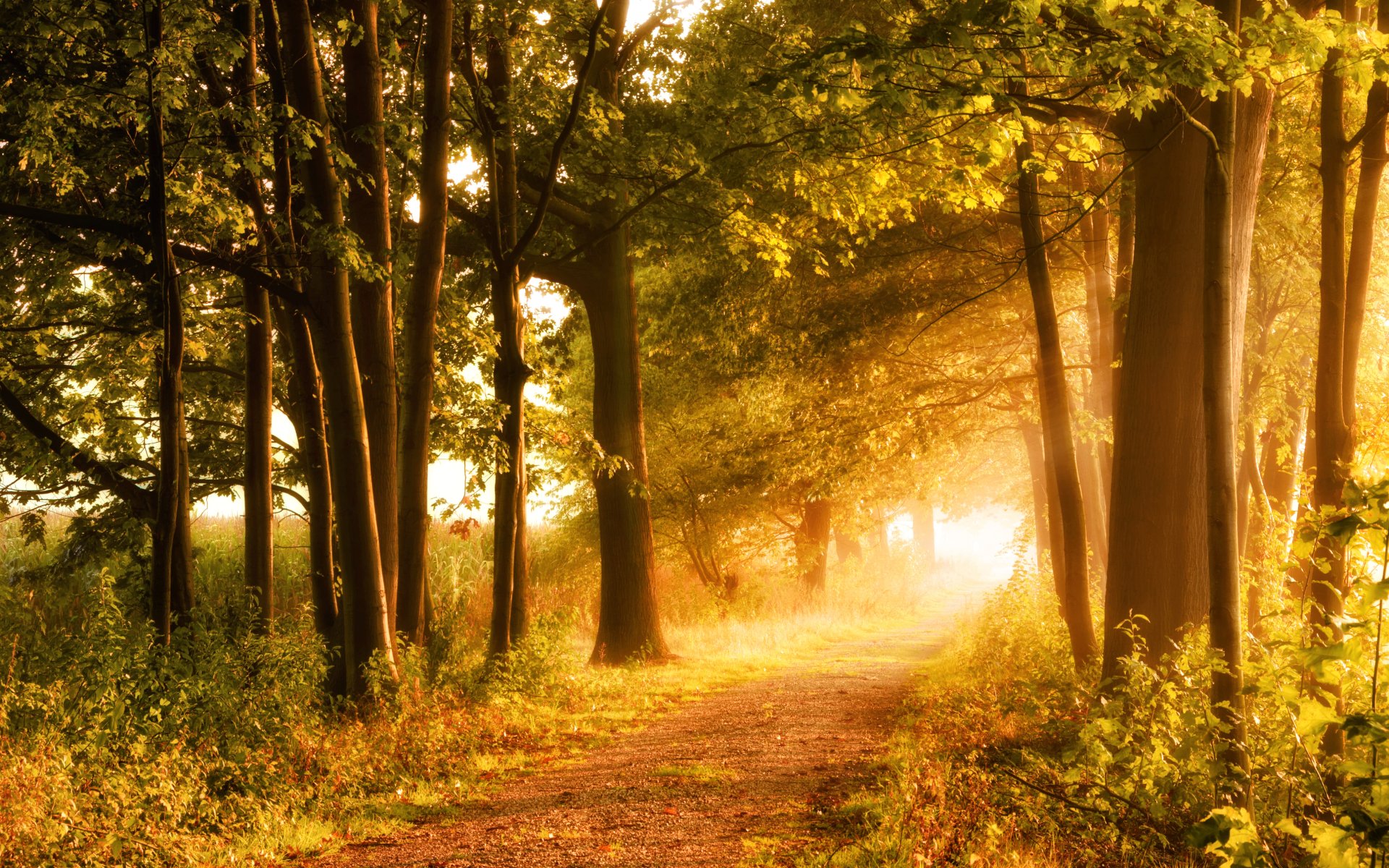 Golden Sunbeams Illuminate a Serene Fall Path Through the Autumn Forest ...