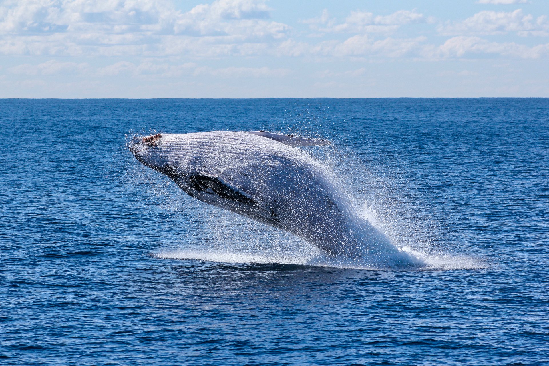 Download Ocean Horizon Animal Whale 4k Ultra HD Wallpaper
