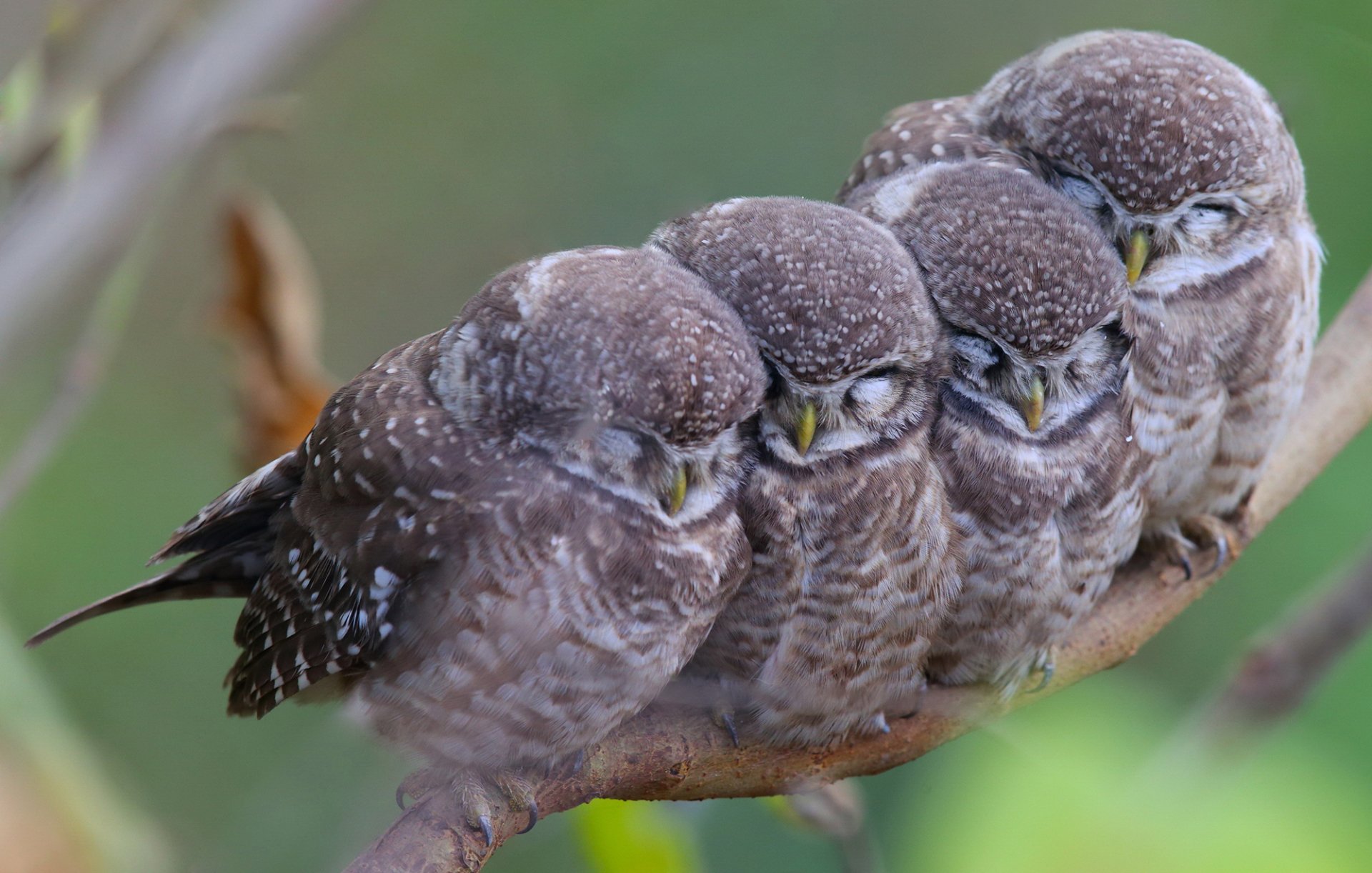 Cozy Owlet Cuddle on a Branch – Stunning HD Owl Wallpaper