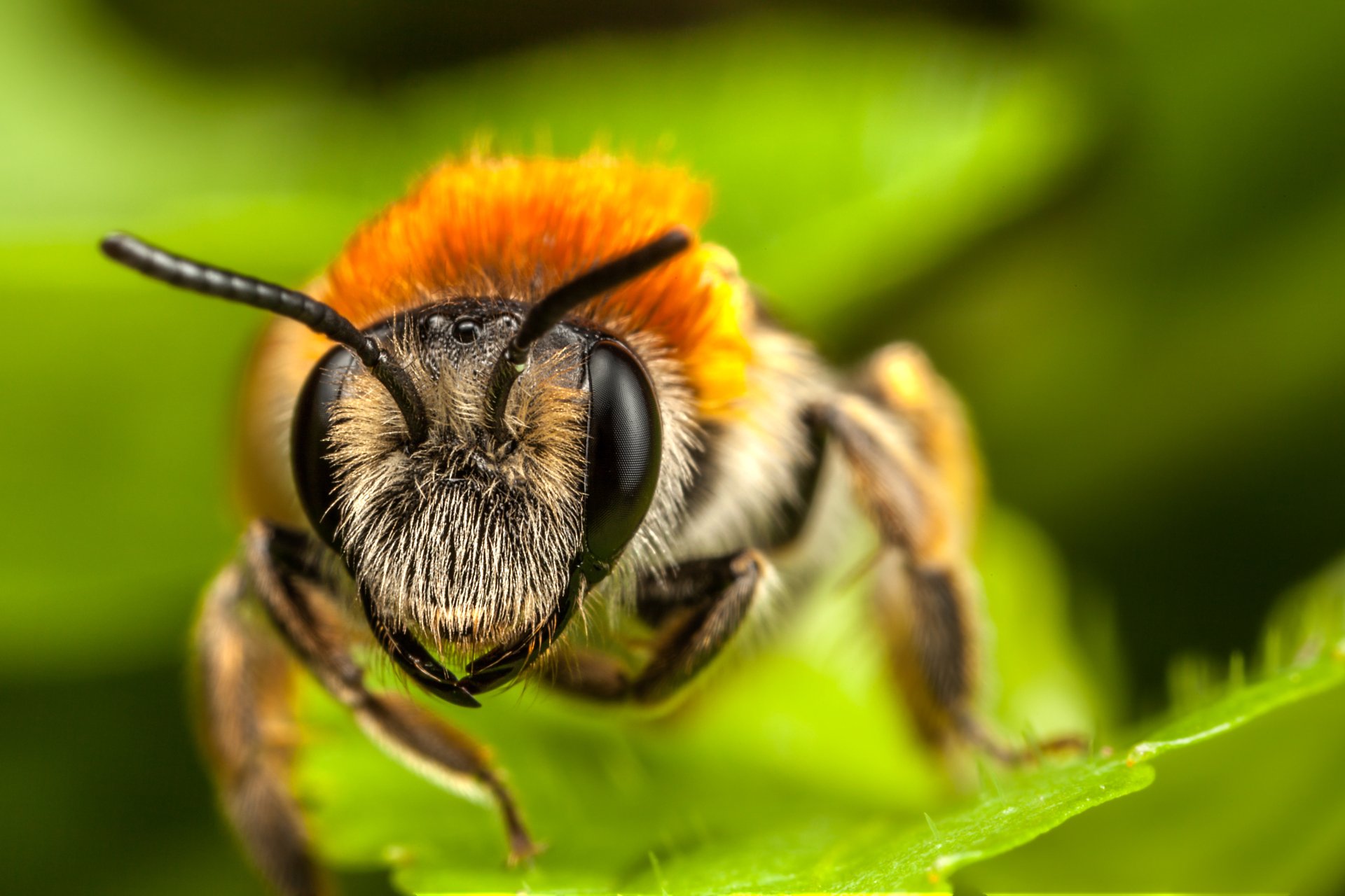 Download Macro Insect Animal Bee 4k Ultra HD Wallpaper