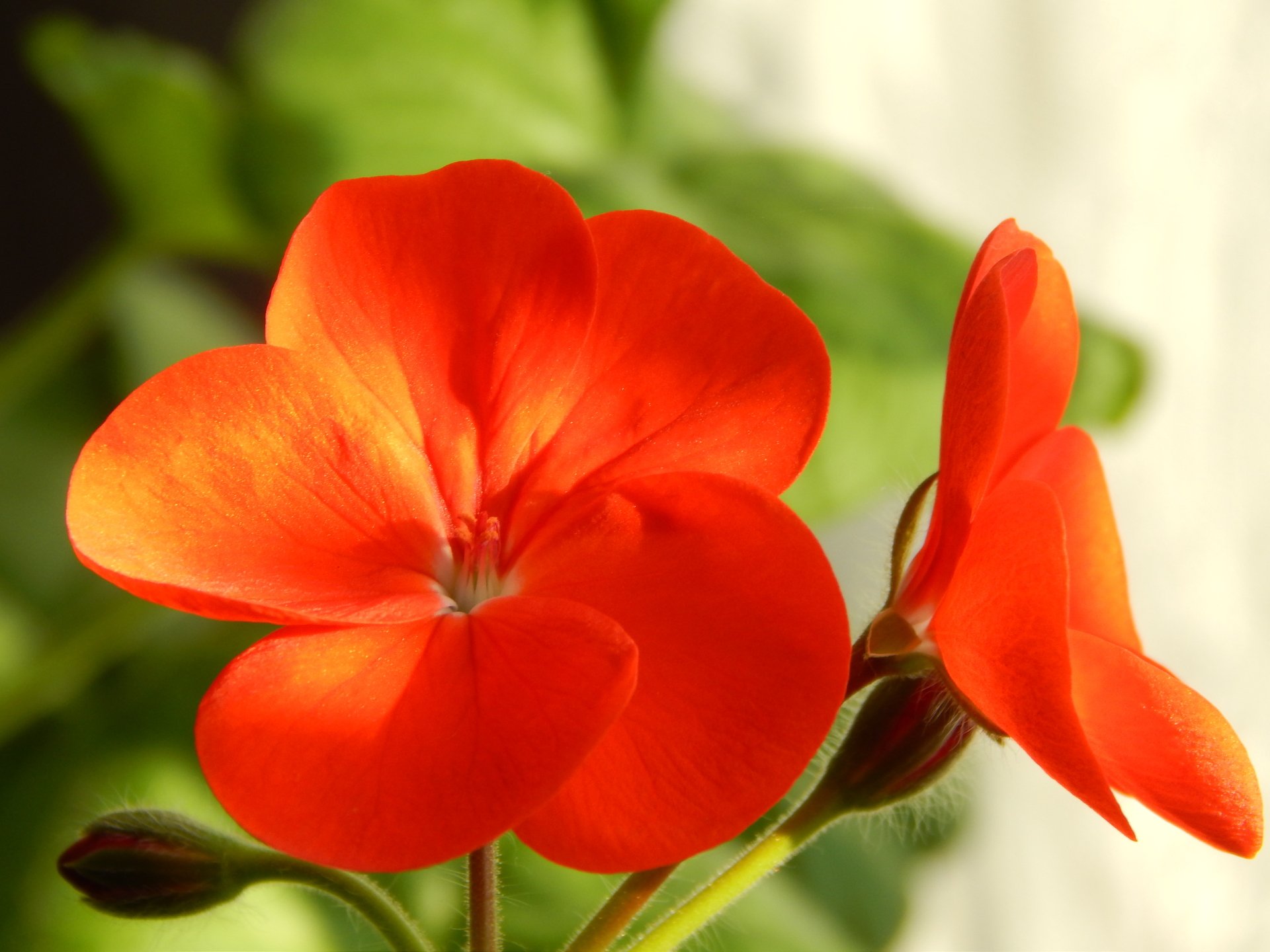 Geranium Close-Up