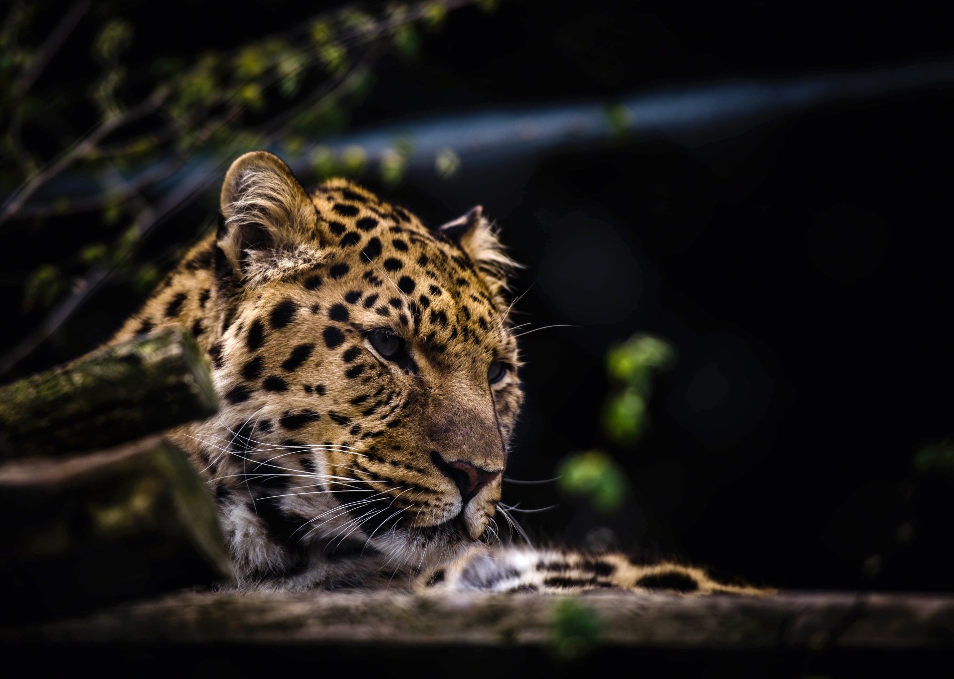 Download Zoo Animal Leopard 4k Ultra HD Wallpaper