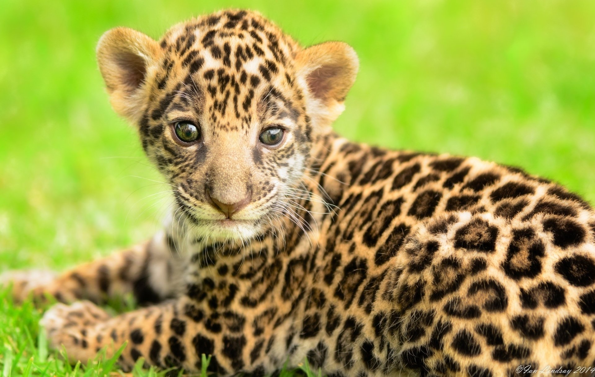 Majestic Baby Leopard HD Wallpaper: Wild Beauty in Focus | 2048x1300 ...
