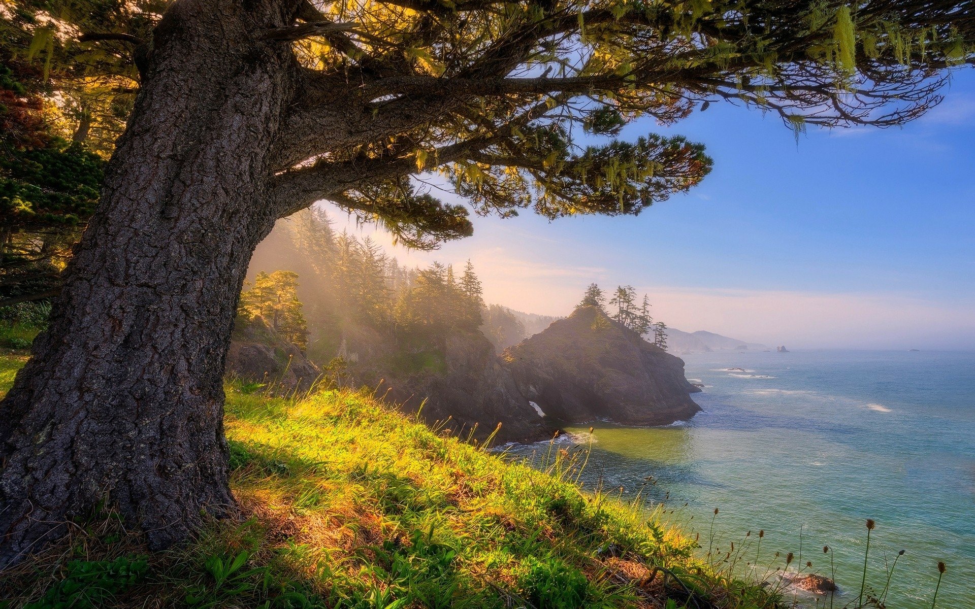 Majestic Coastal Tree Overlooking Ocean Waves – Stunning HD Nature ...