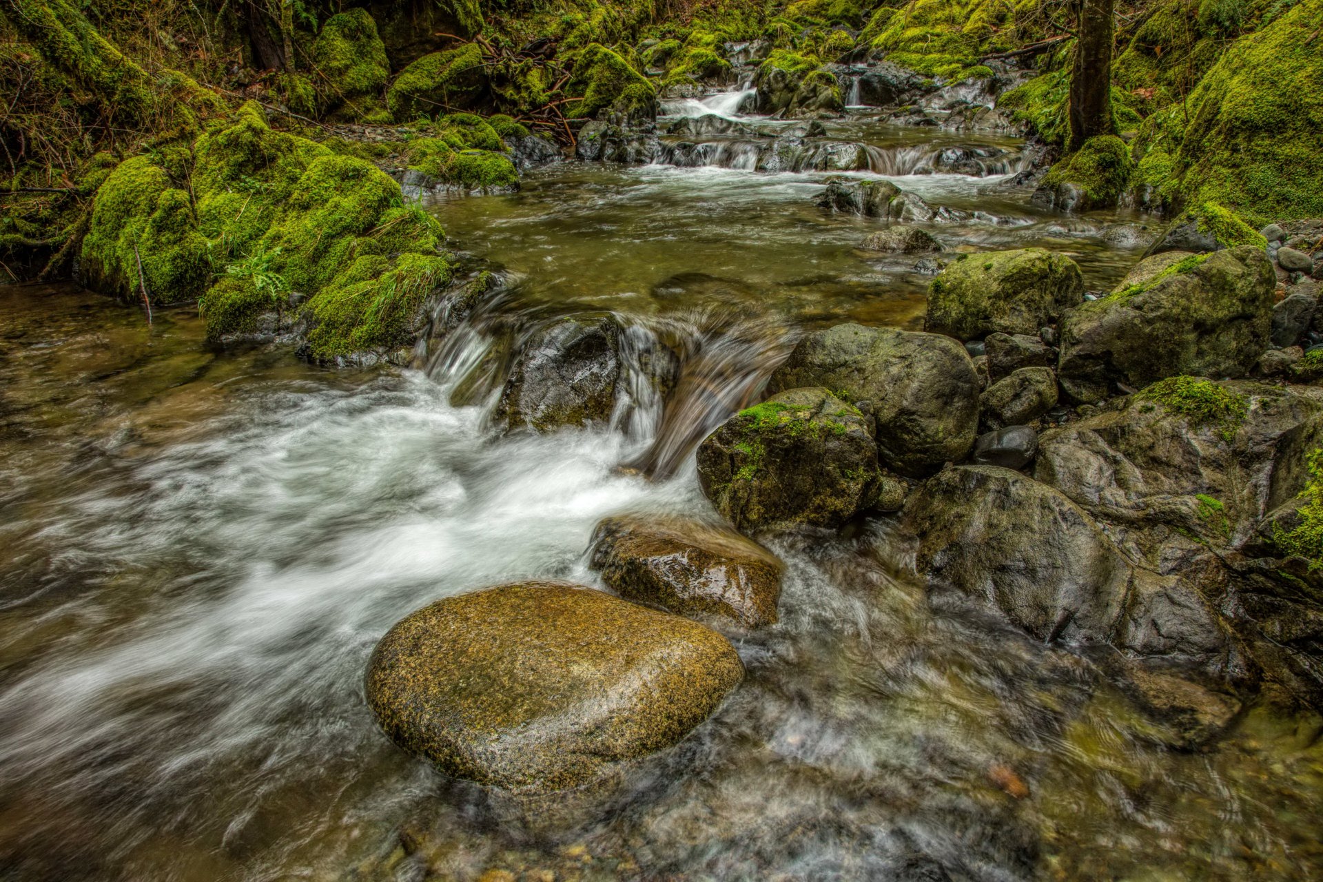 Download Moss Nature Stream 4k Ultra HD Wallpaper