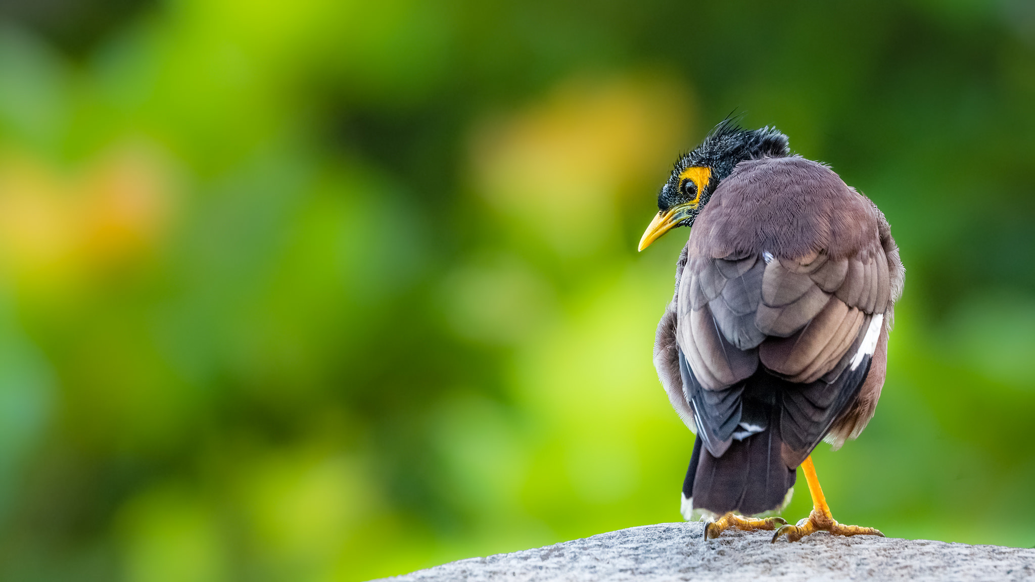 Download Macro Blur Bird Common Myna Animal Myna HD Wallpaper
