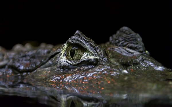 butterfly drinking the tears of a crocodile Wallpaper and Background ...