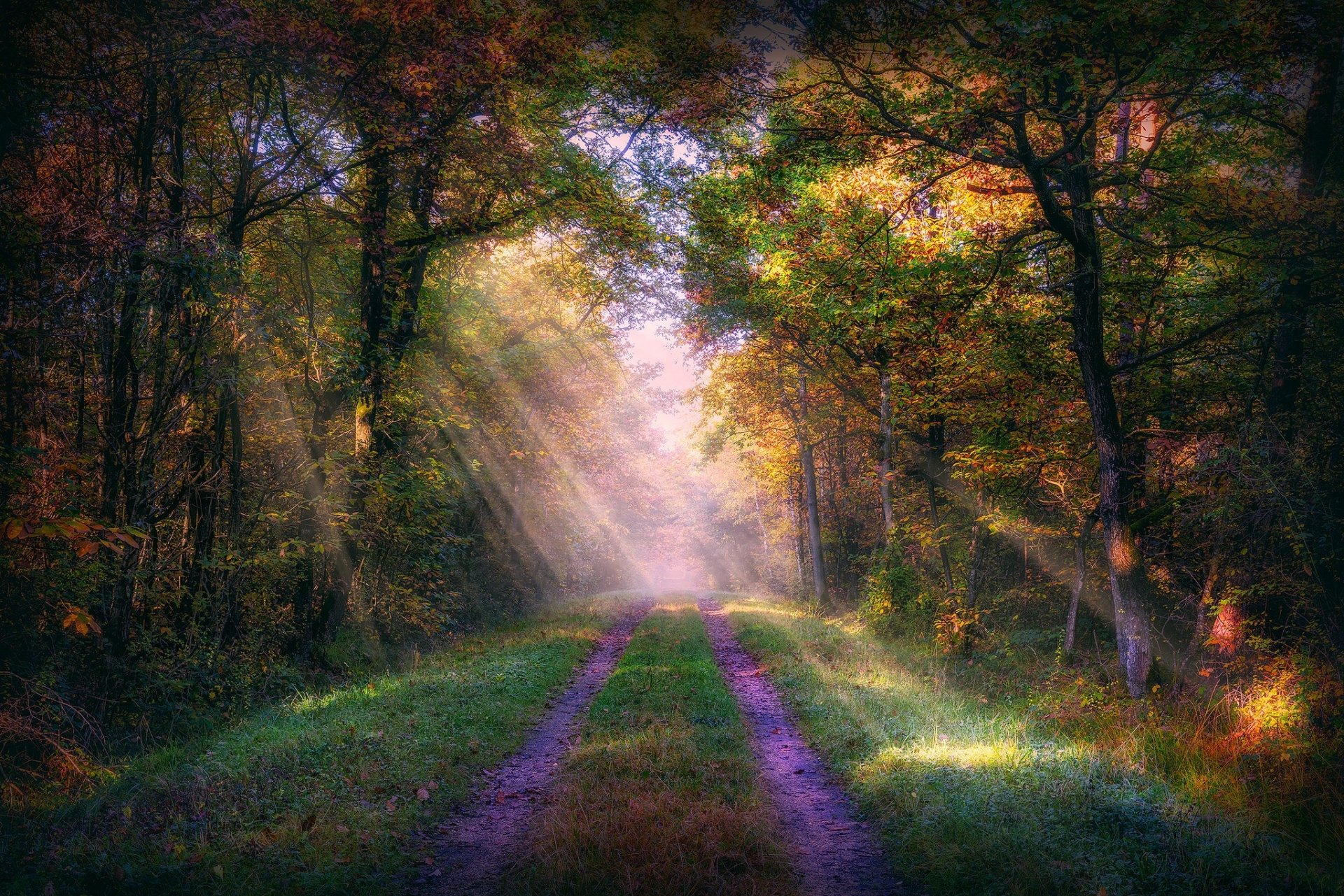Nature Path HD Wallpaper