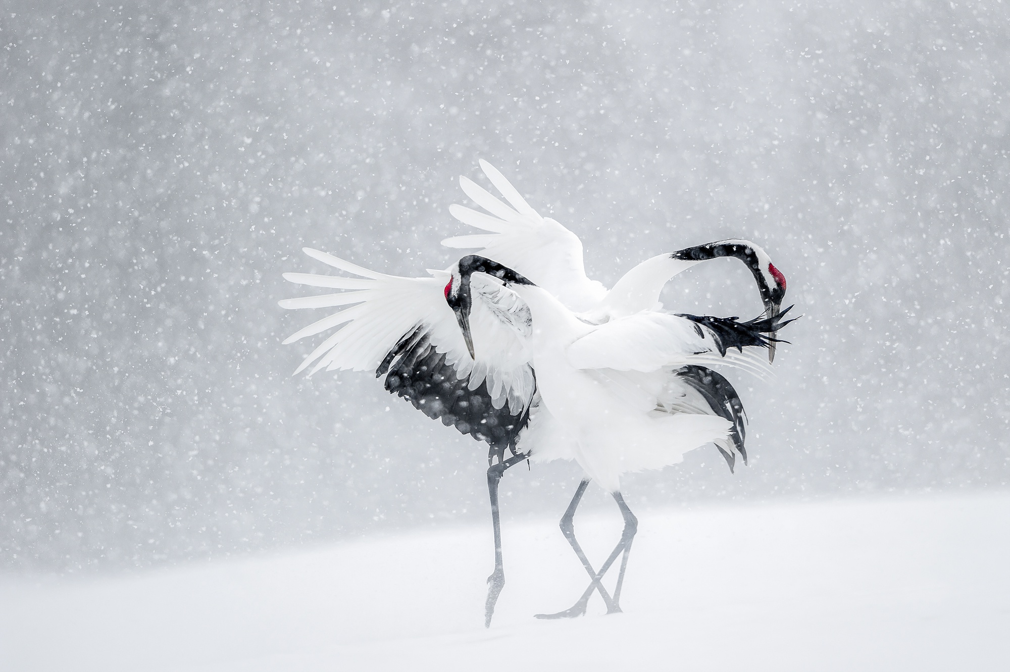 Red-crowned Crane 4k Ultra HD Wallpaper | Background Image | 3840x2160
