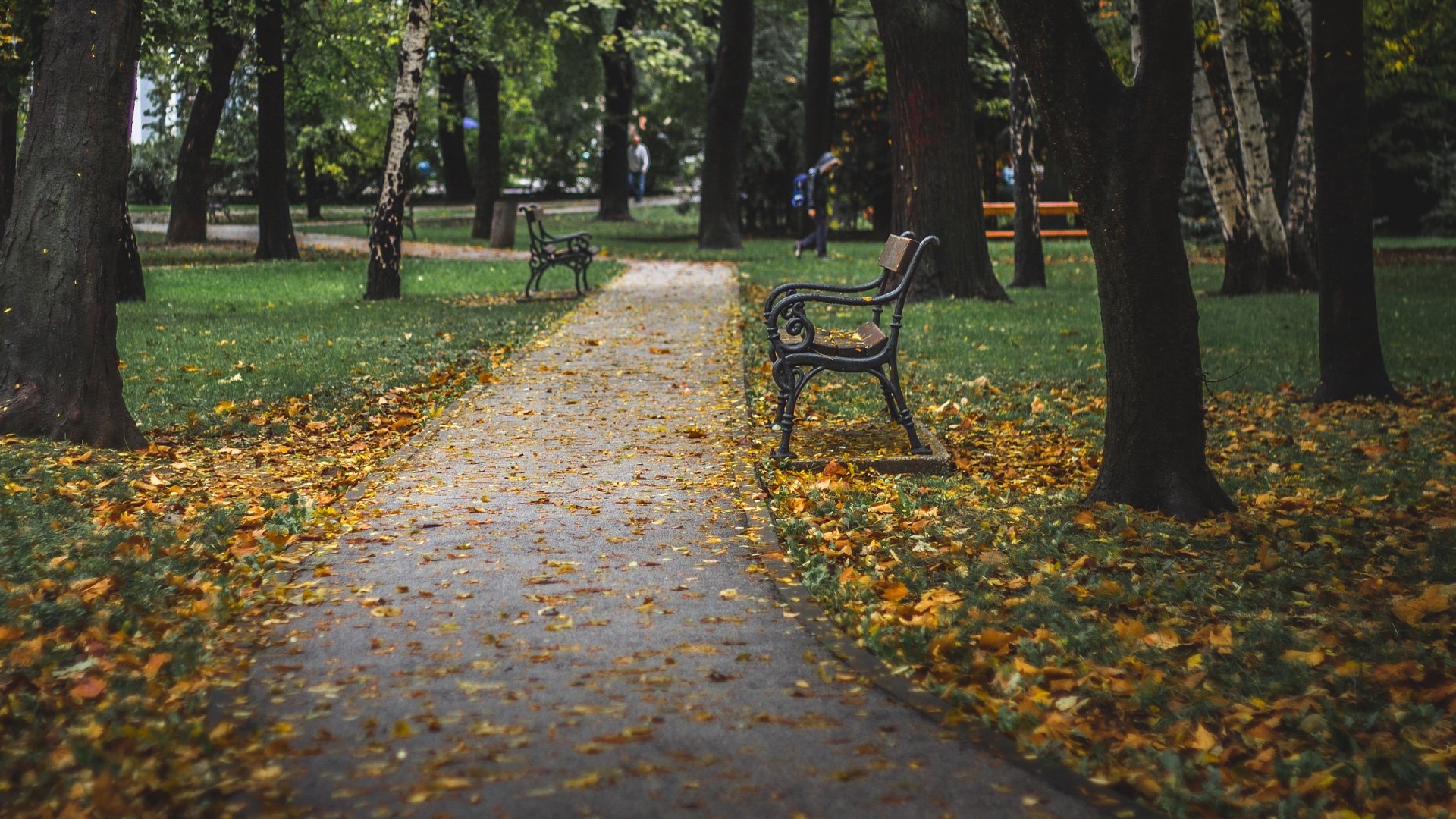 Download Street Nature Leaf Fall Bench Photography Park HD Wallpaper by ...