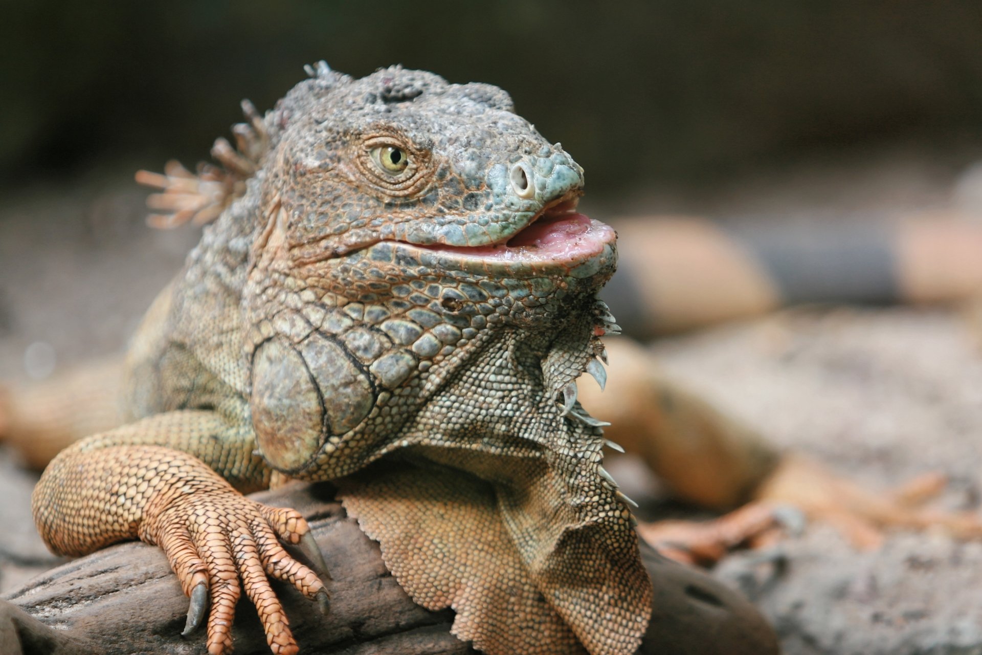 Download Reptile Lizard Animal Iguana HD Wallpaper | 3504x2336 ...