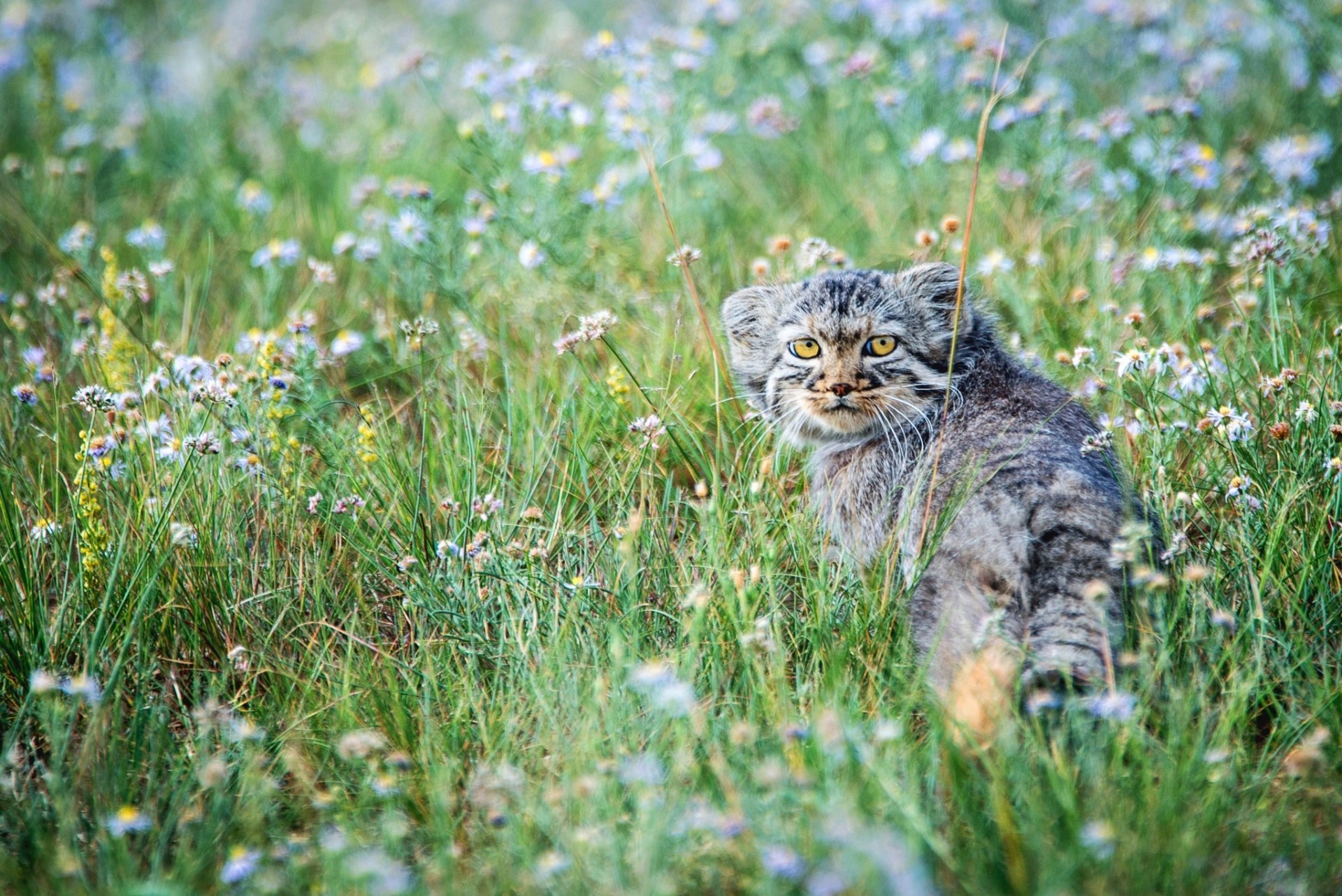Majestic Pallas's Cat Staring Through Wild Grass – HD Animal Wallpaper