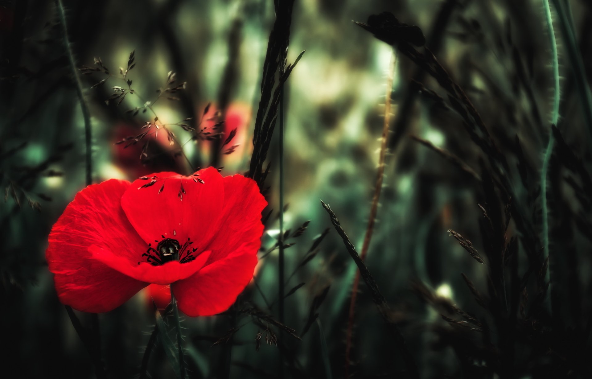 Download Red Flower Blur Macro Flower Nature Poppy HD Wallpaper