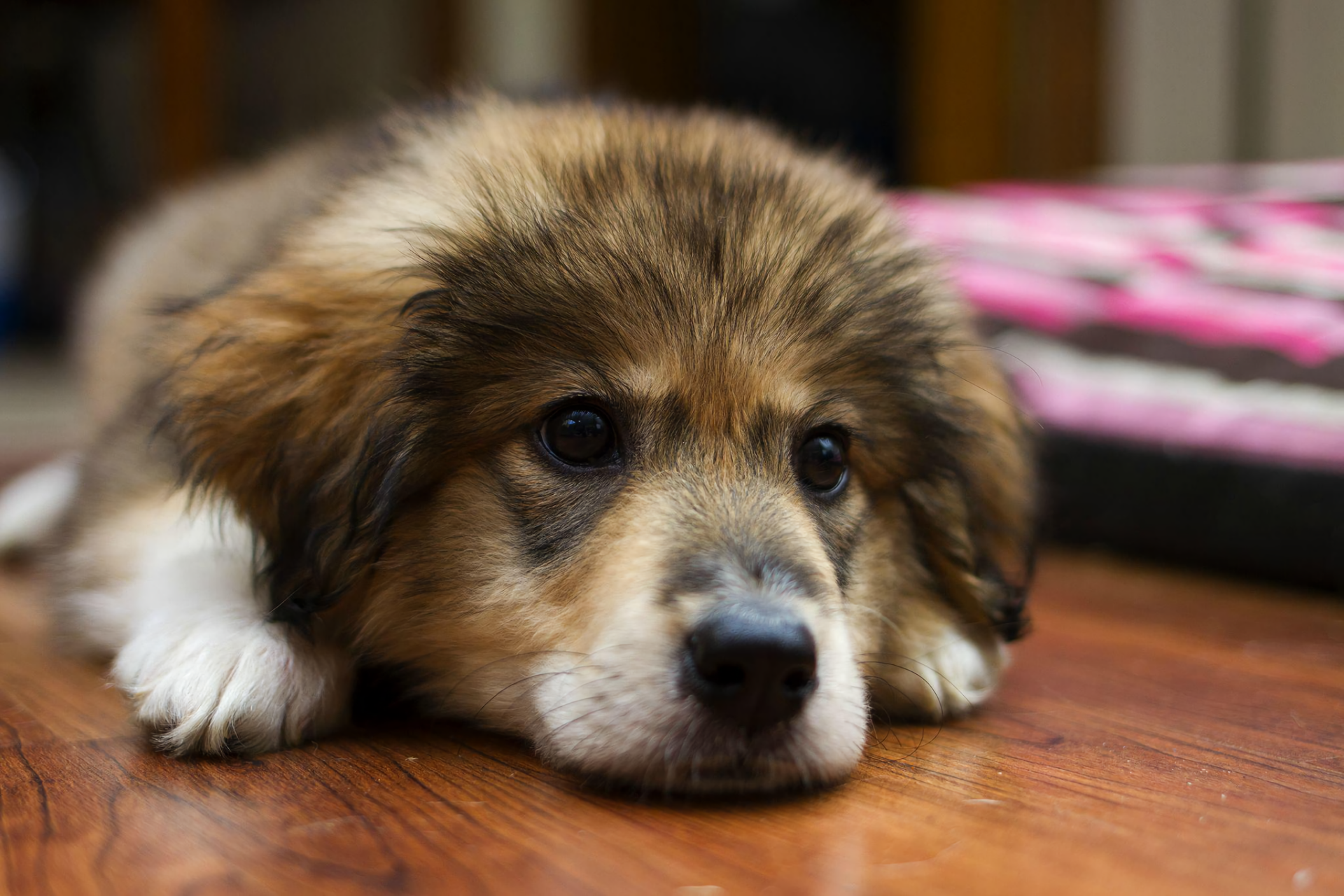 Adorable Puppy HD Wallpaper – Cute Baby Animal Charm