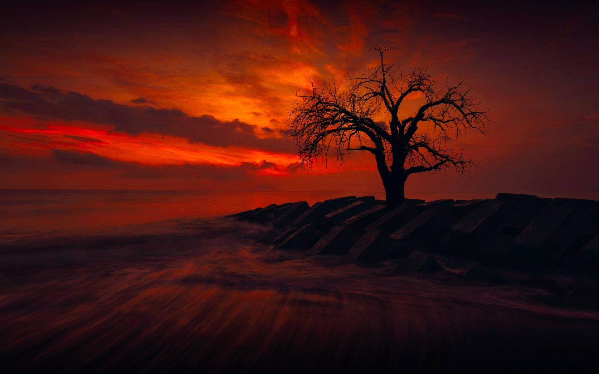 4K Ultra HD Sunset Tree by the Ocean