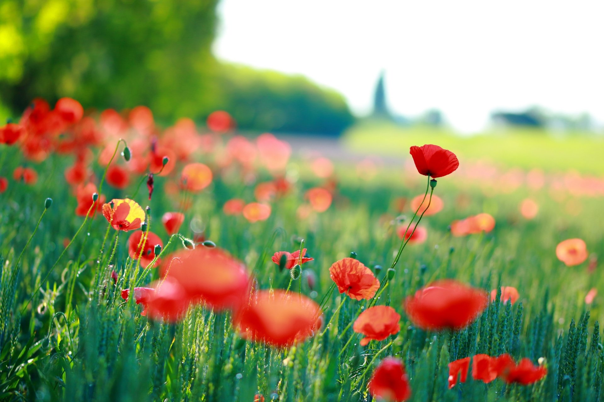 Crimson Summer: Poppy Field in Soft Focus — 2K Quad HD Wallpaper