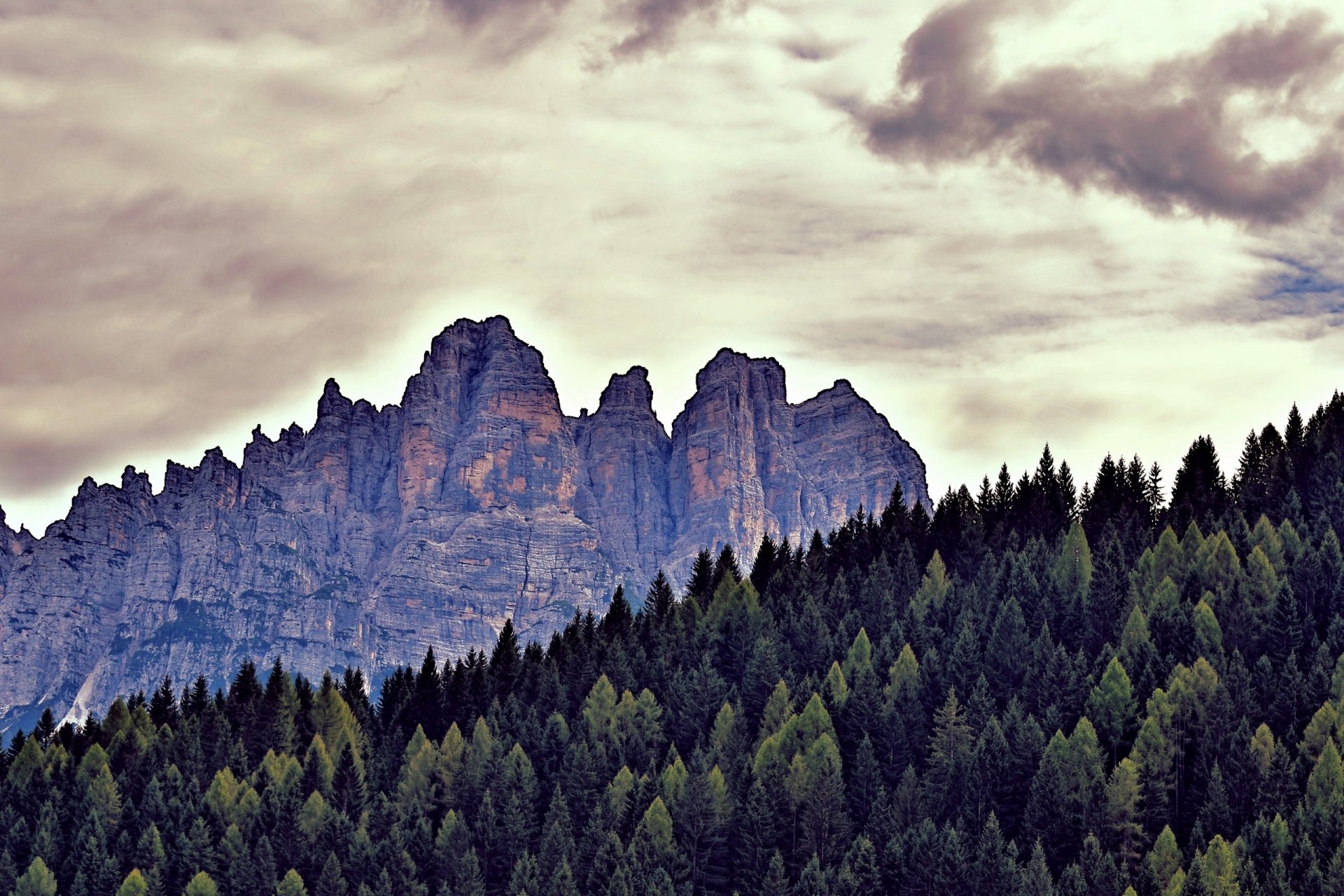 Download Tree Cliff Forest Nature Mountain HD Wallpaper