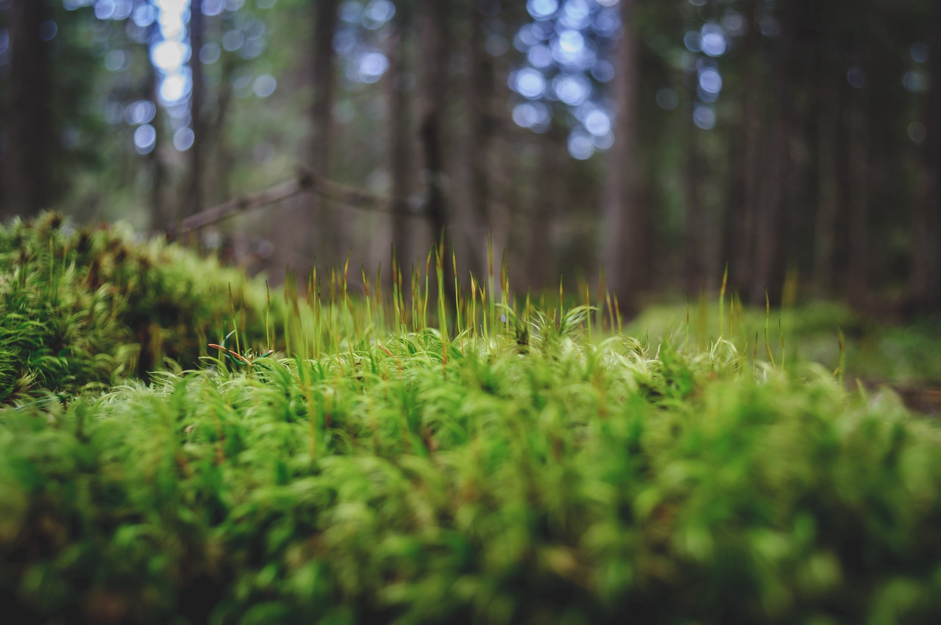 Download Bokeh Depth Of Field Nature Moss 4k Ultra HD Wallpaper
