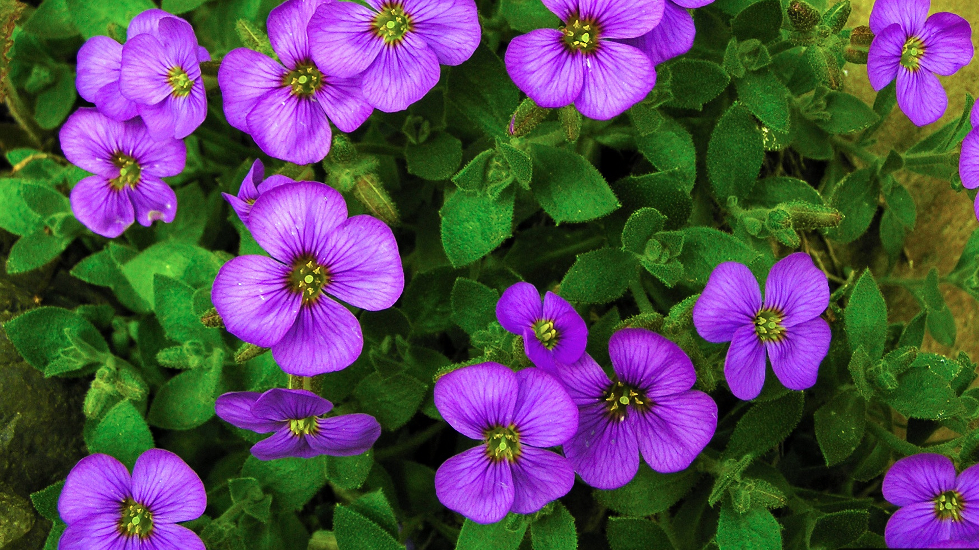 Download Purple Flower Arabis Nature Flower HD Wallpaper