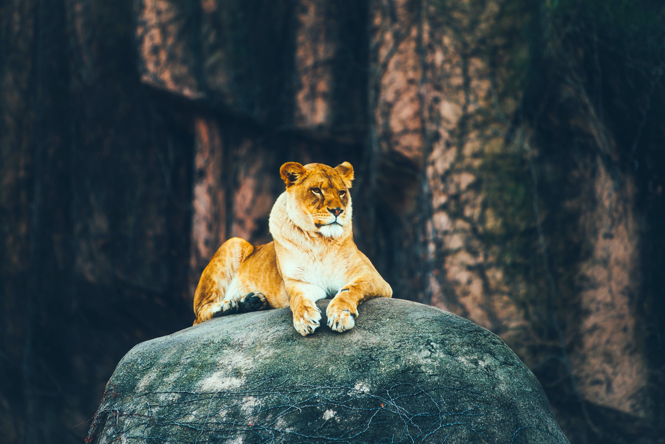 Majestic Lioness Resting Gracefully | HD Wildlife Wallpaper