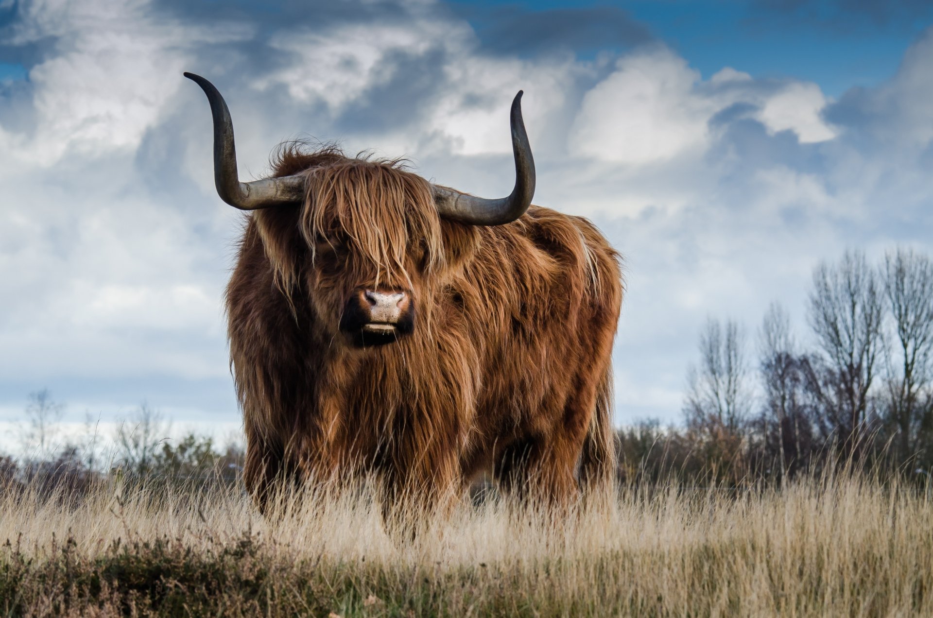 Majestic Highland Cow in Lush Grass | 4K Ultra HD Wildlife Wallpaper