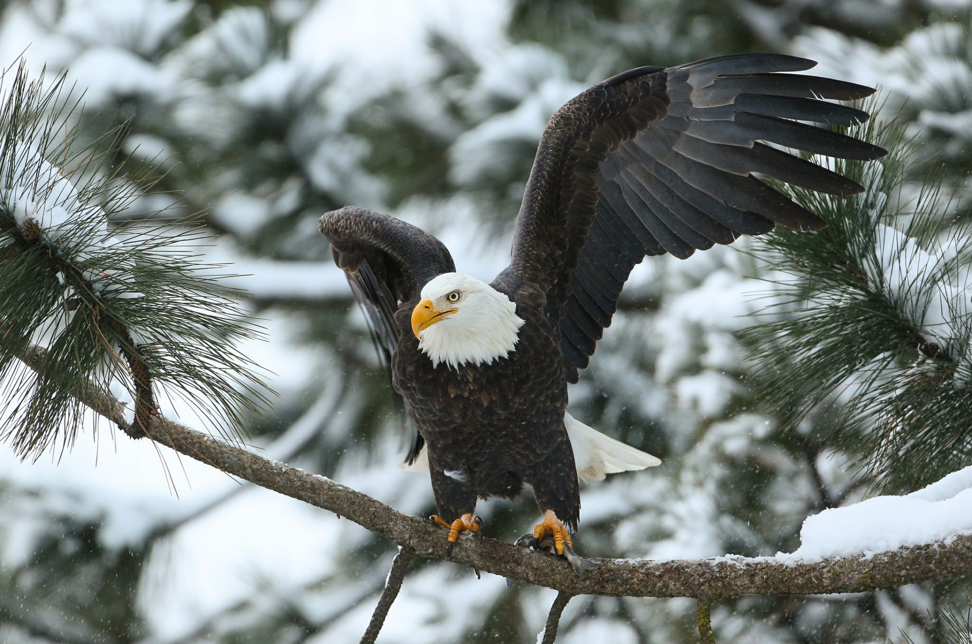 Winter Bald Eagle HD Wallpaper