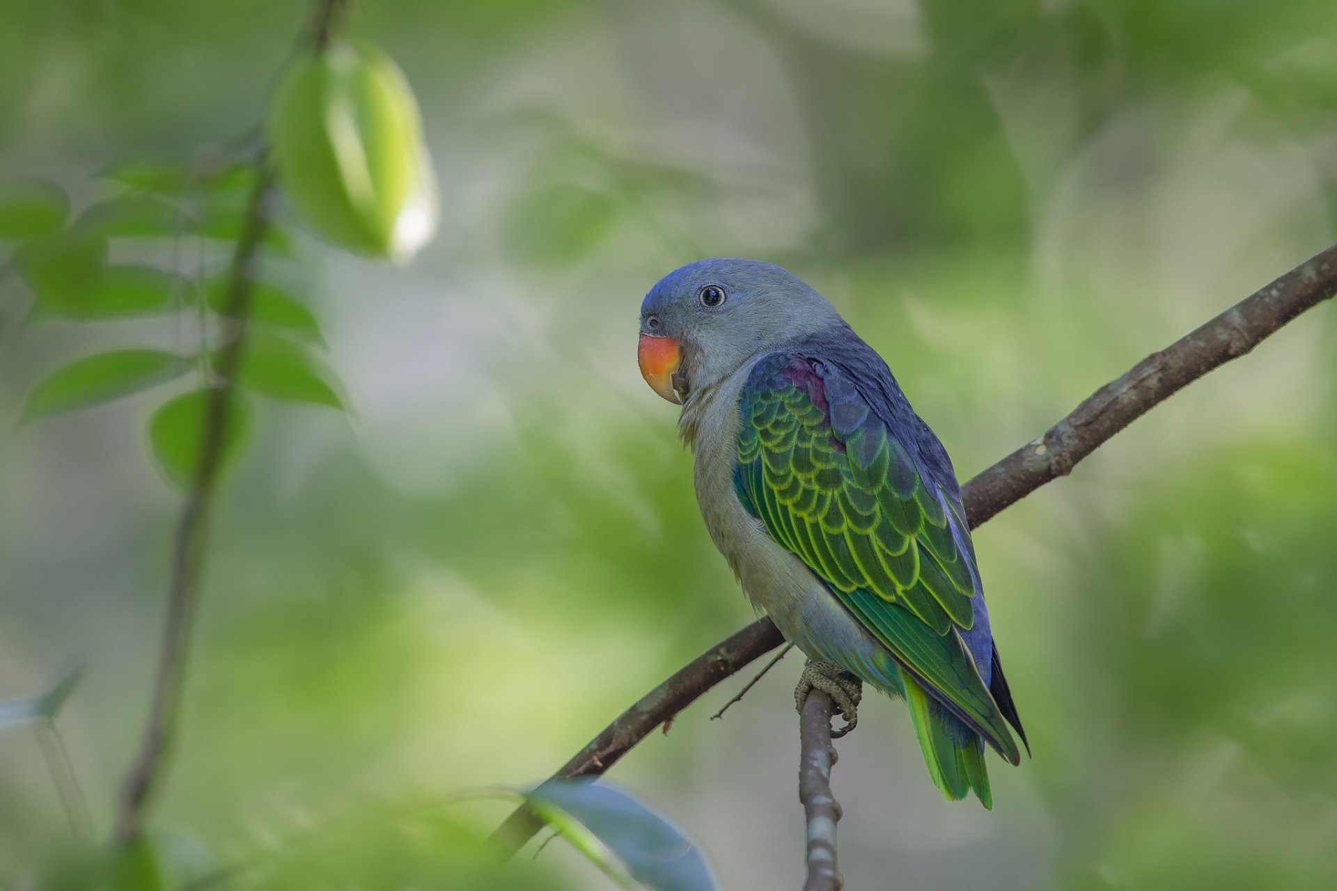 Blue-rumped Parrot HD Wallpaper: Vibrant Wildlife in Stunning Bokeh Focus