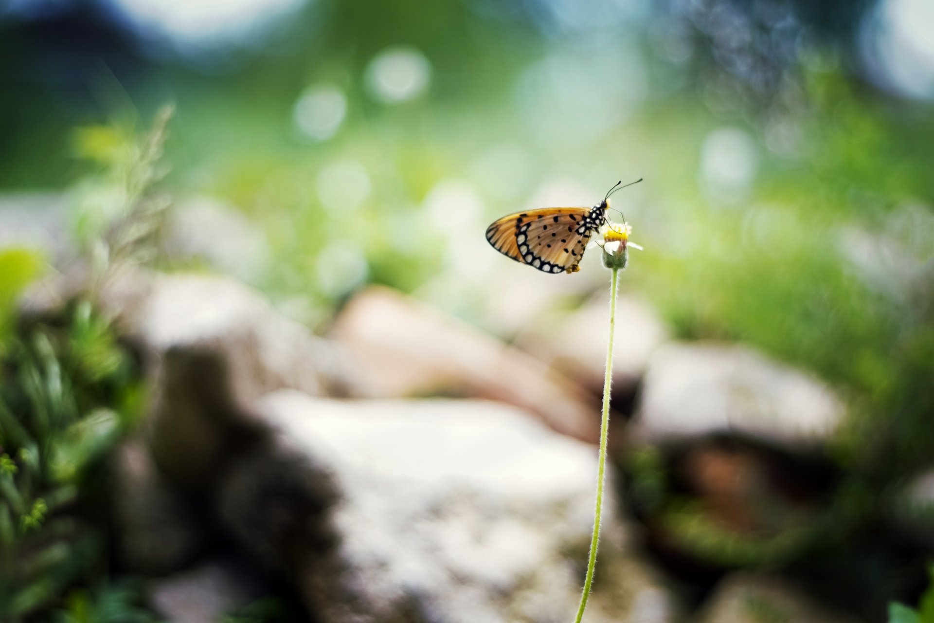 Download Bokeh Insect Animal Butterfly 4k Ultra HD Wallpaper ...