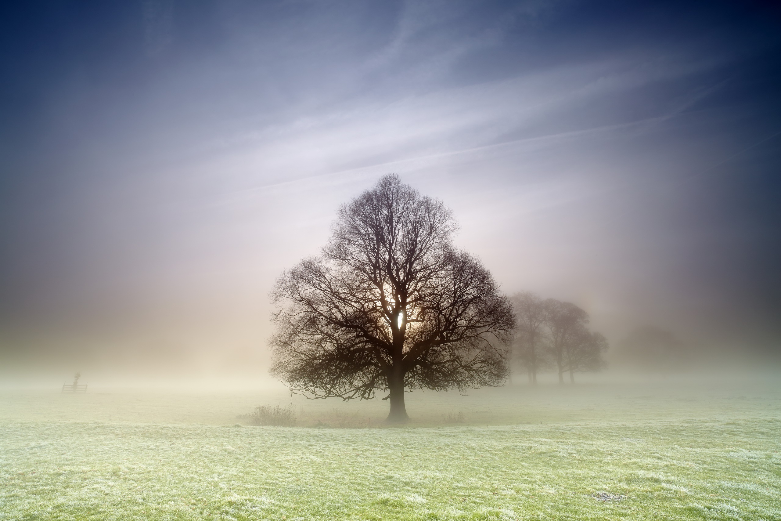 Download Tree Nature Fog HD Wallpaper