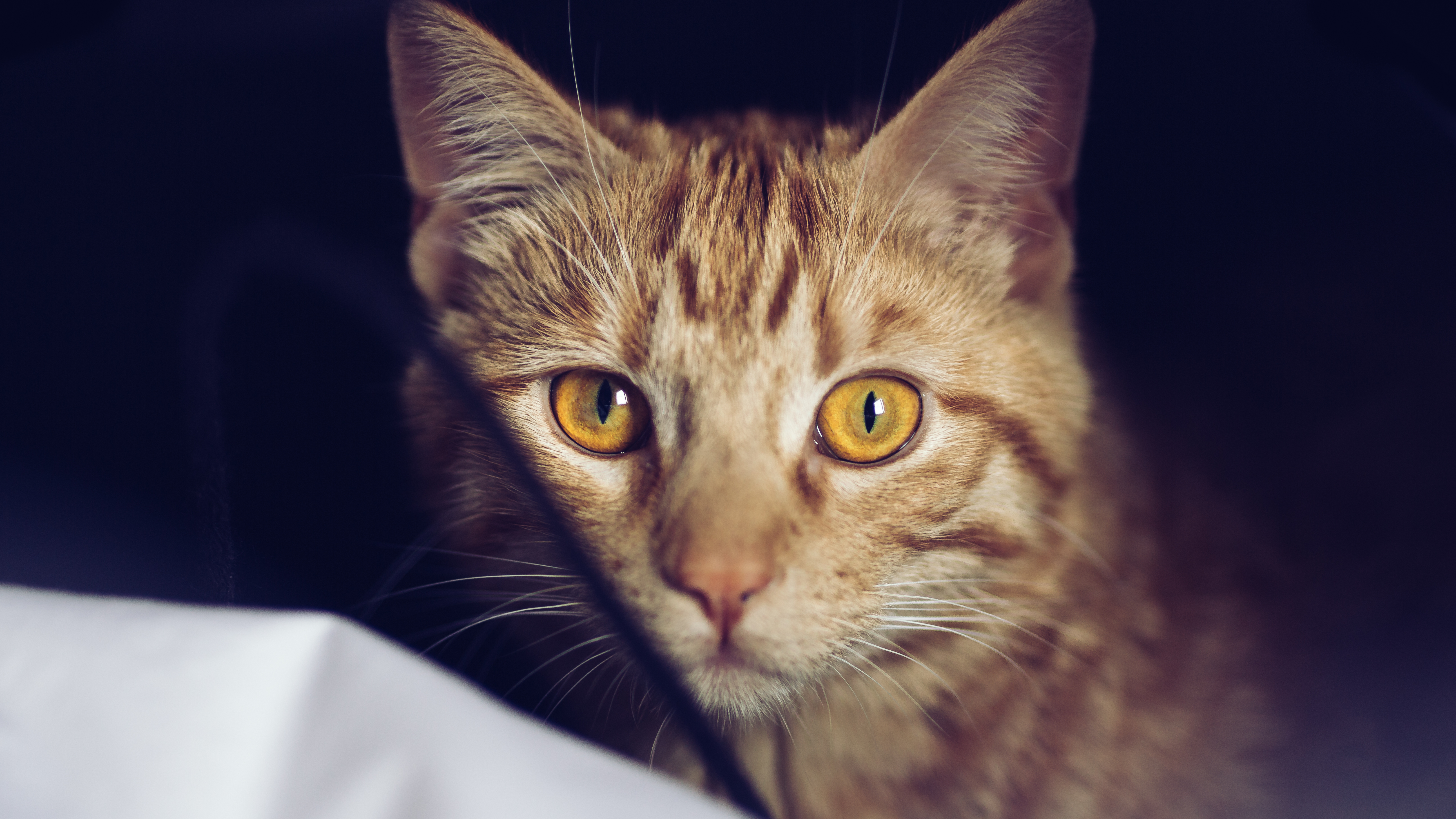 Download Stare Animal Cat 4k Ultra HD Wallpaper