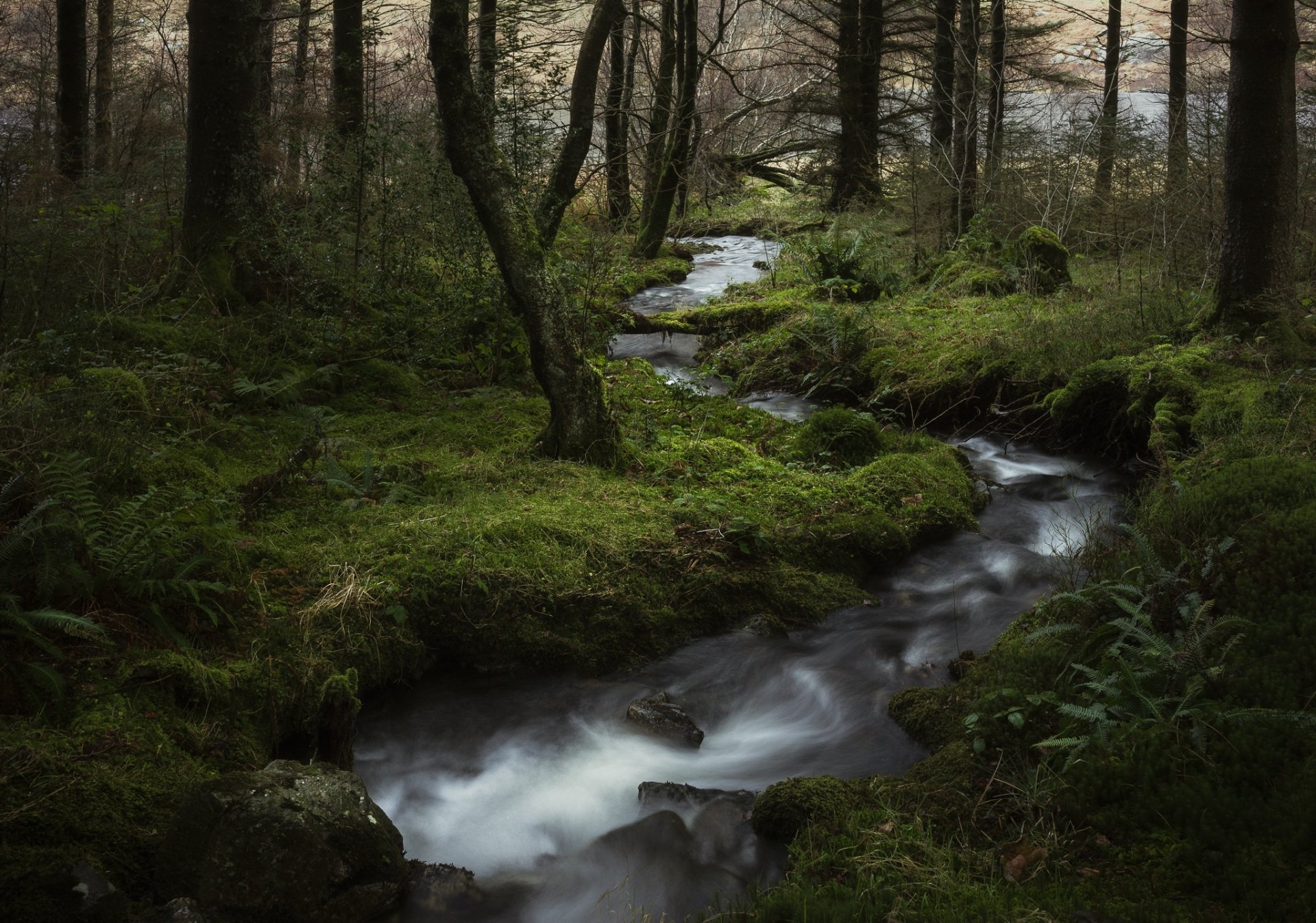 Download Forest Moss Nature Stream HD Wallpaper | 2048x1436 | Wallpaper ...