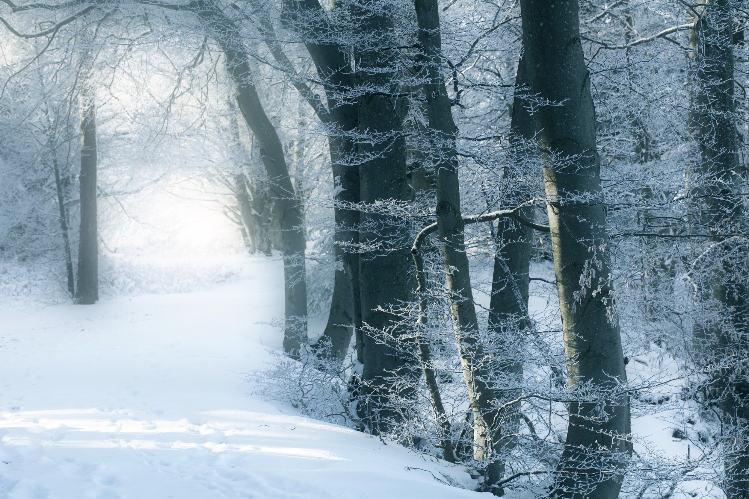 Download Sunny Snow Path Nature Winter HD Wallpaper